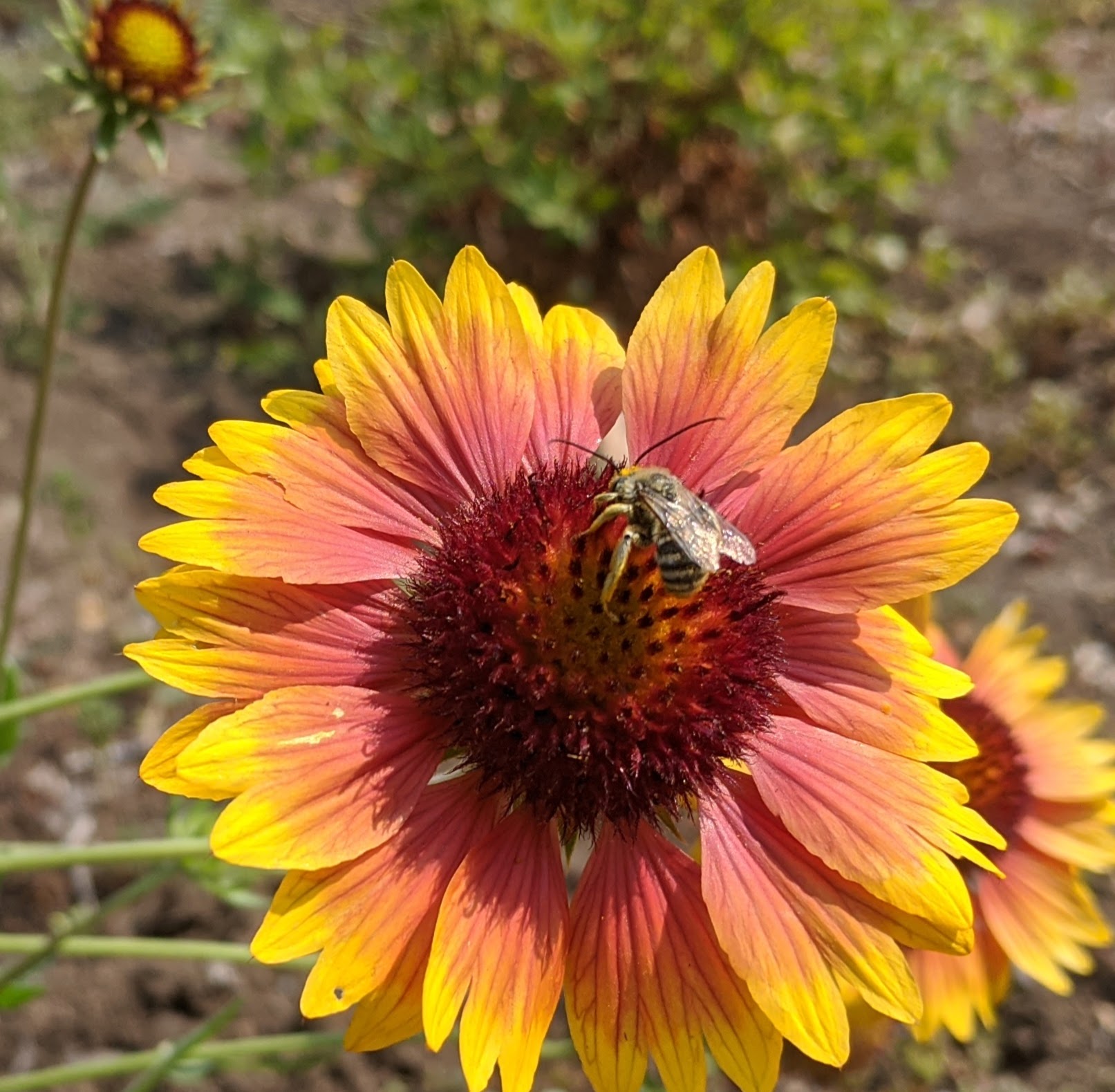 Building pollinator pathways - oregonlive.com