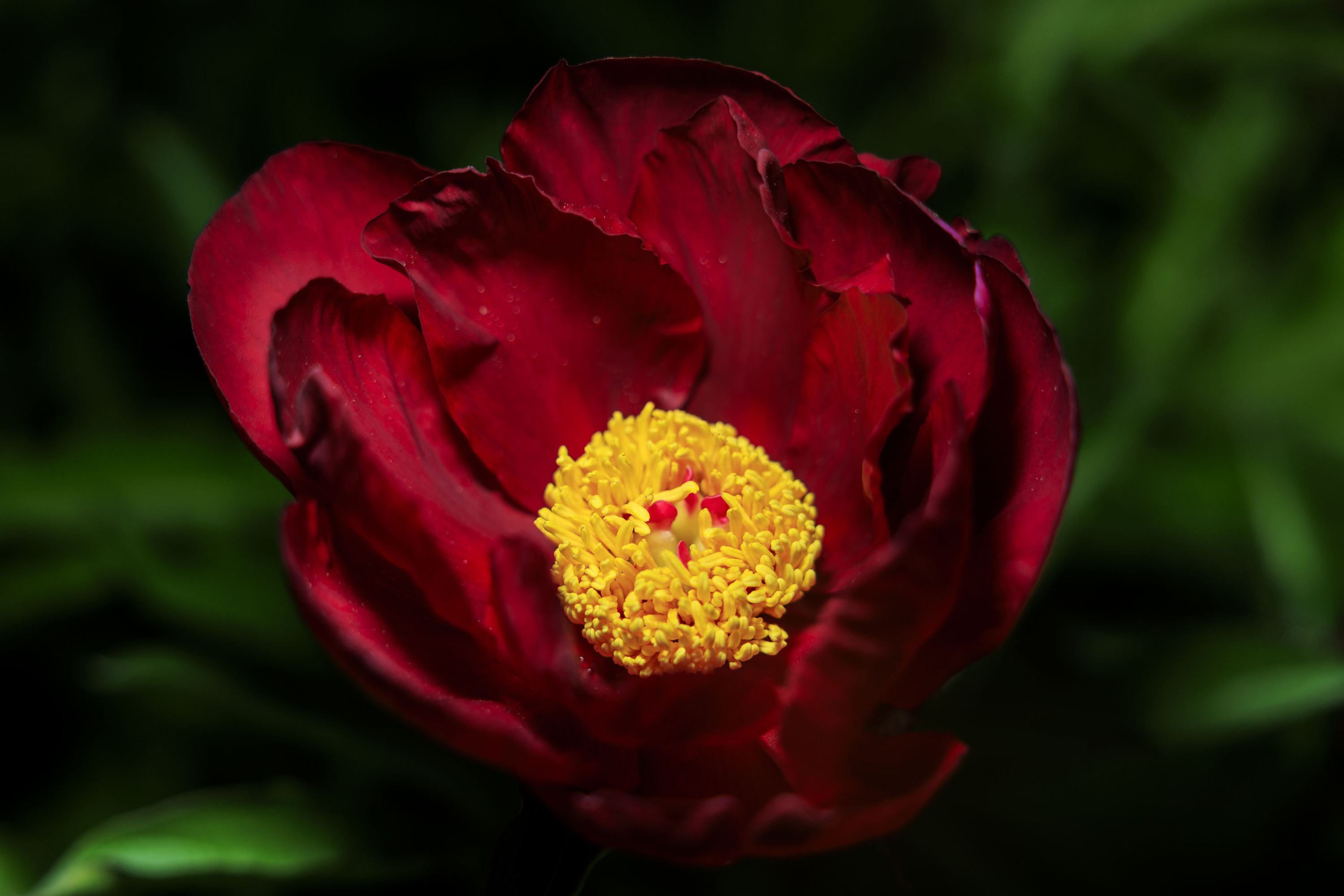 2025 Peony garden bloom at Nichols Arboretum - mlive.com