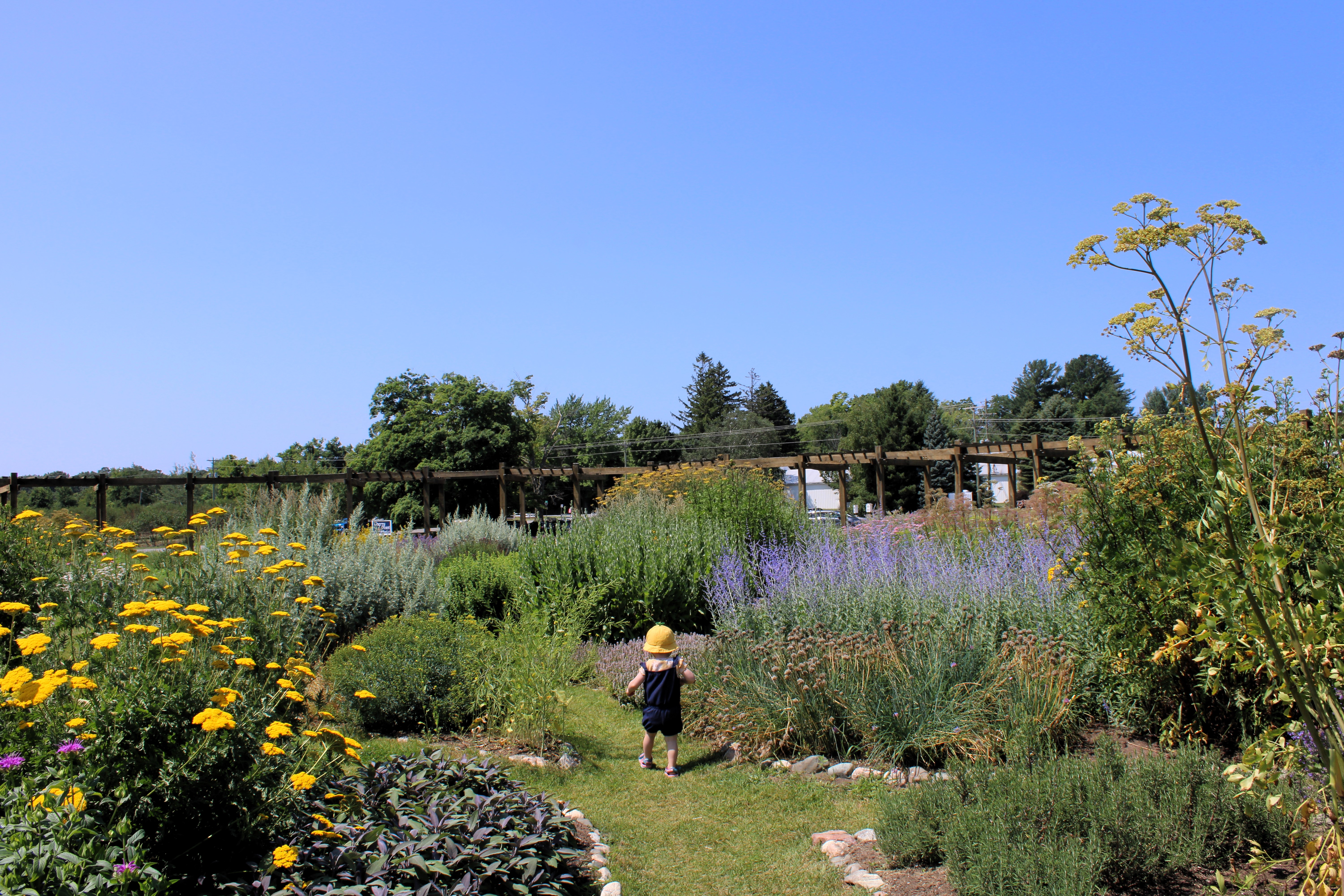 Lavender labyrinth is surprising treat at Michigan road-side market ...