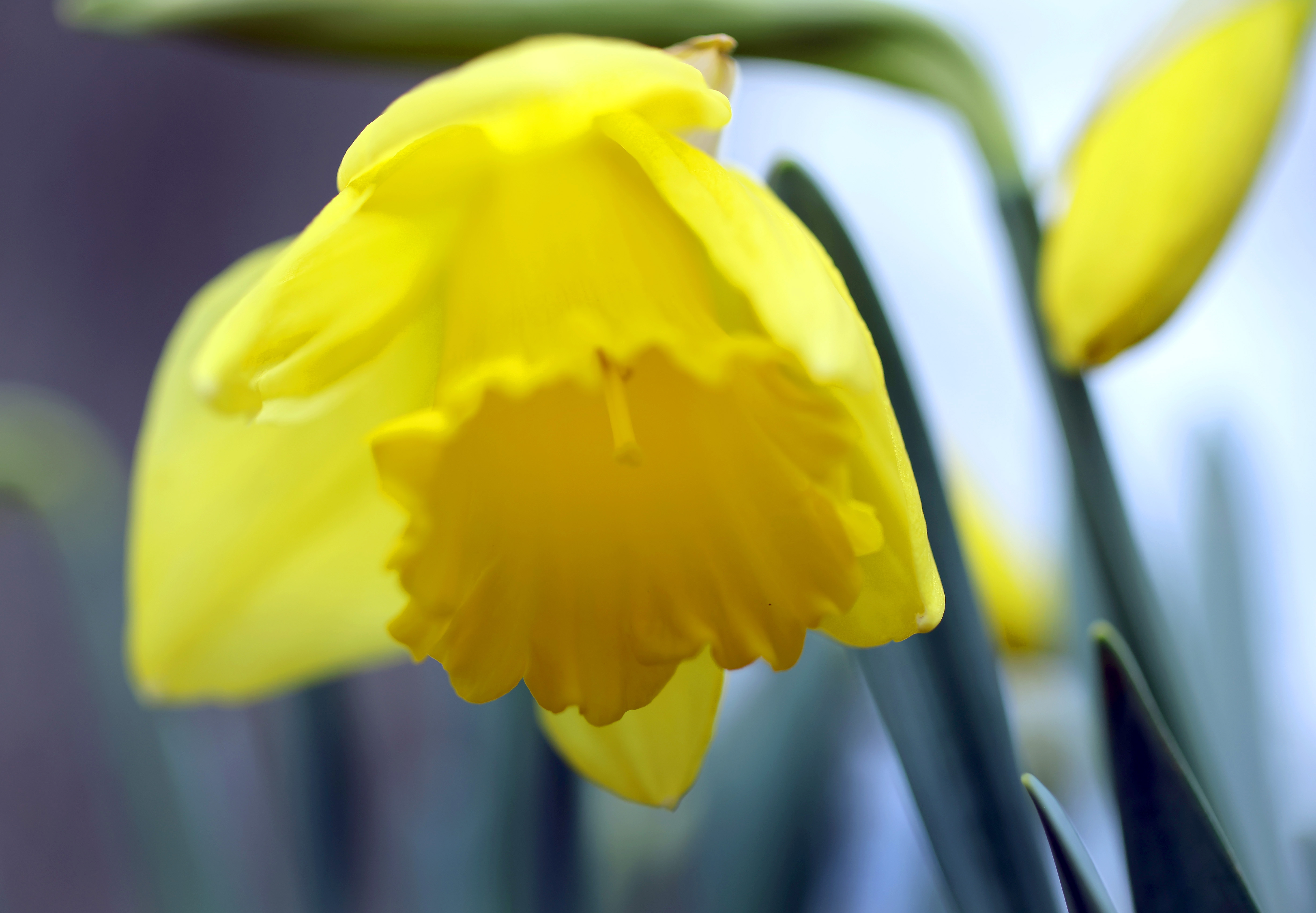 Spring in full bloom in Northeast Ohio - cleveland.com