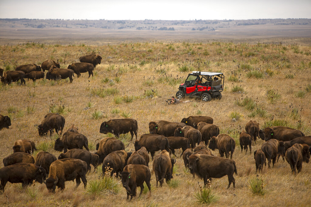 Bison spread as Native American tribes reclaim stewardship ...