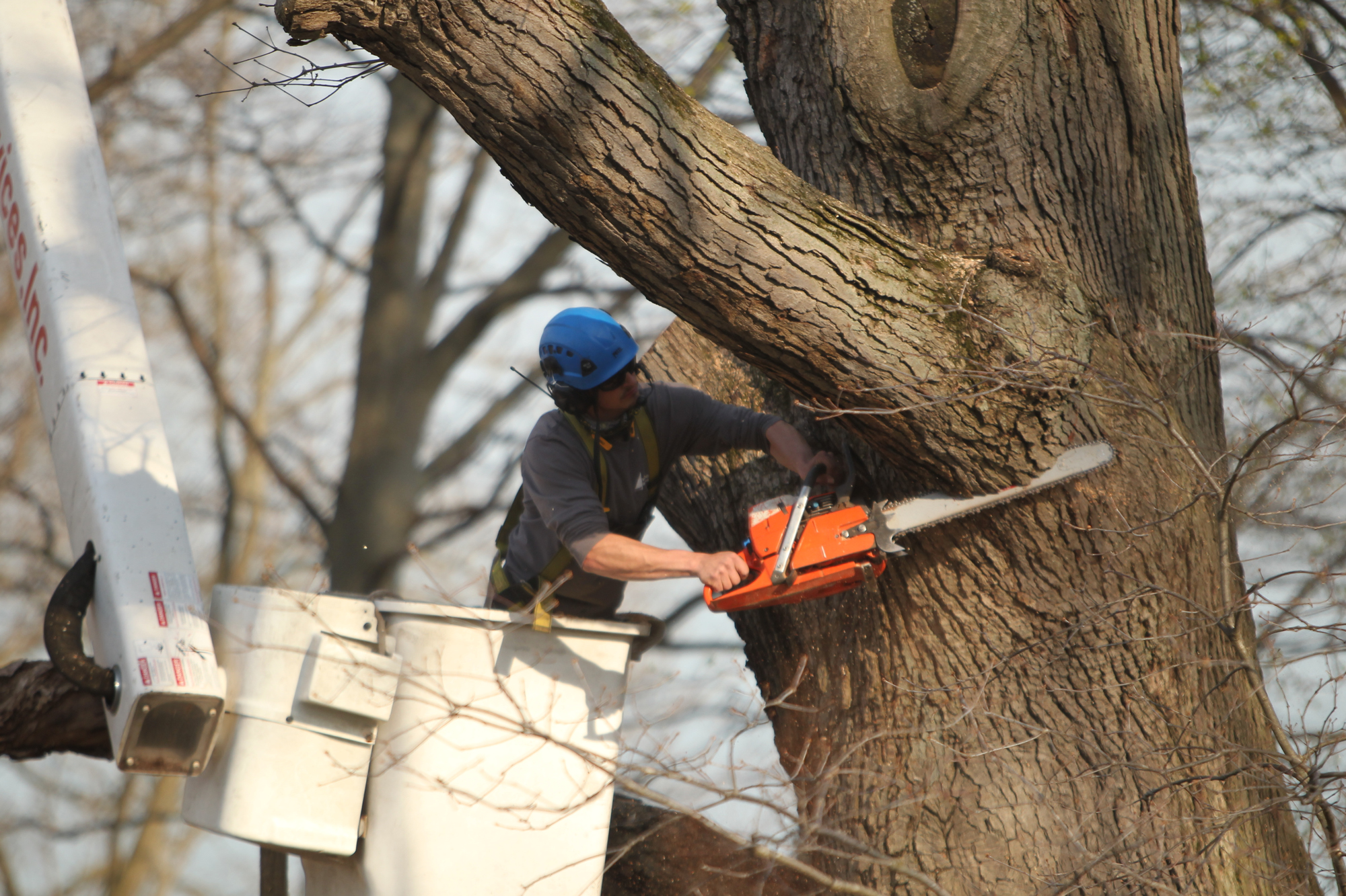 350-year-old oak tree cut down in Bay Village - cleveland.com