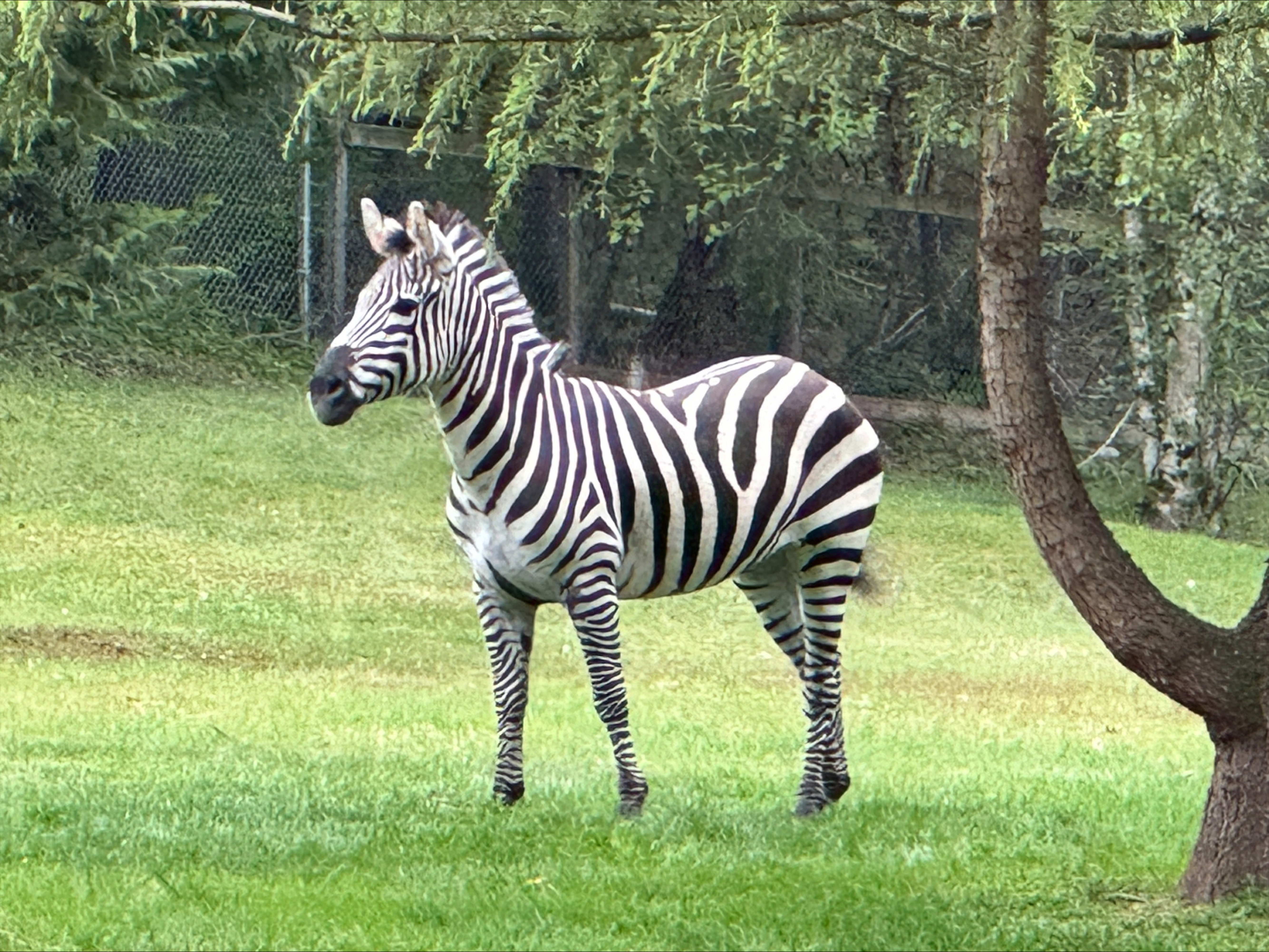 Sugar the runaway Washington Zebra - oregonlive.com