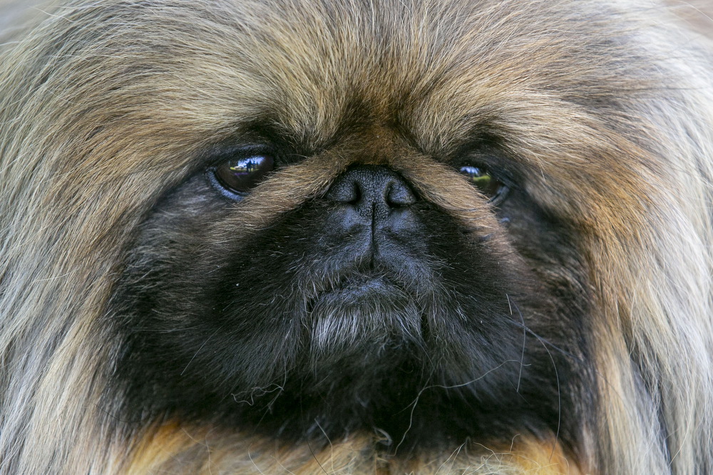 Wasabi won Best in Show at the 2021 Westminster Kennel Club Dog Show ...