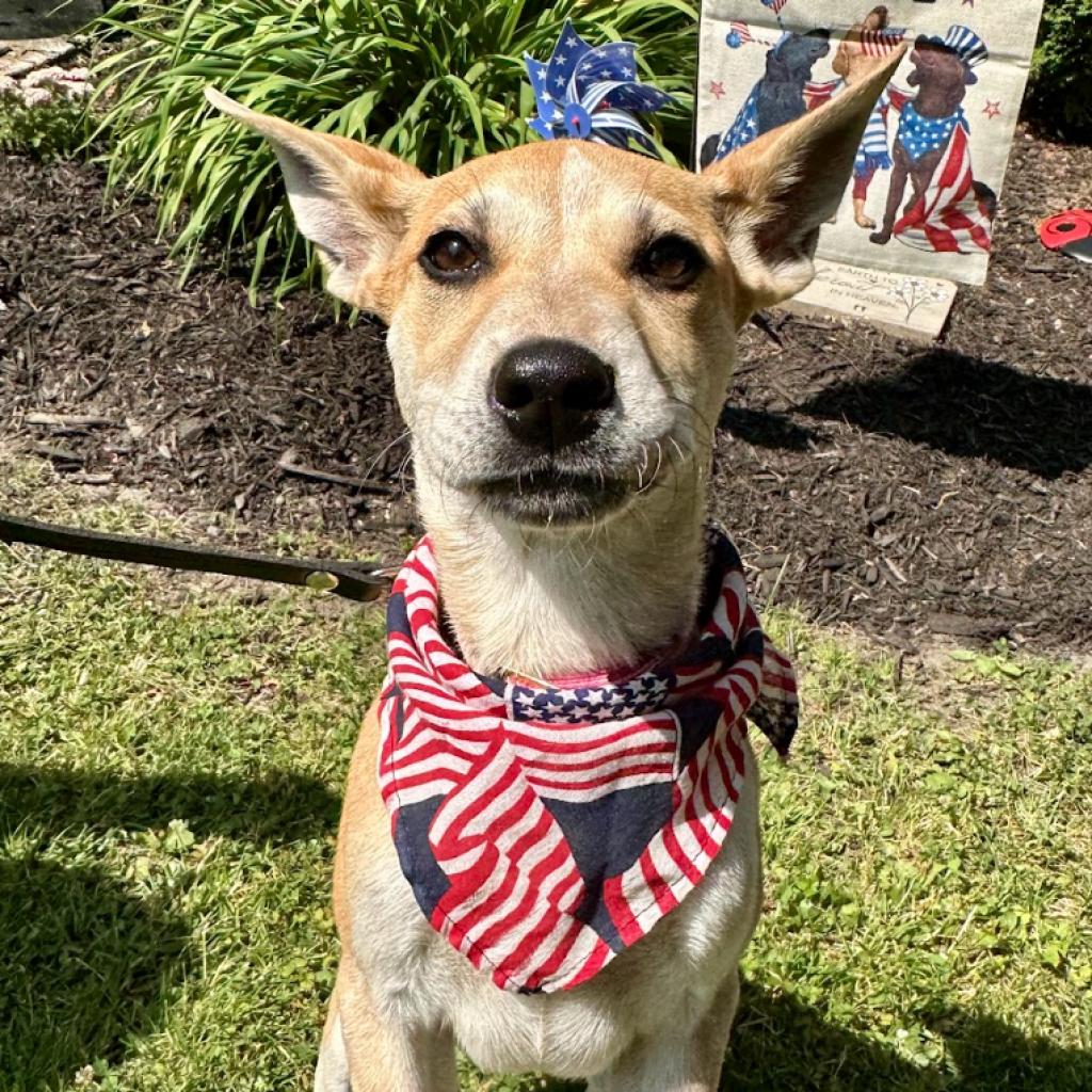 Rain or shine, it's a beautiful day! Enjoy your days with an adoptable ...