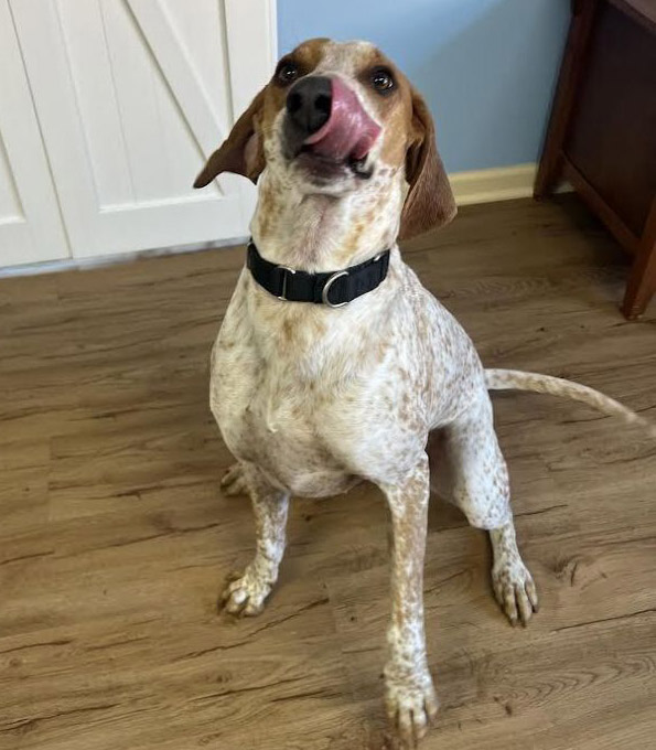 American English Coonhound Pitbull Mix