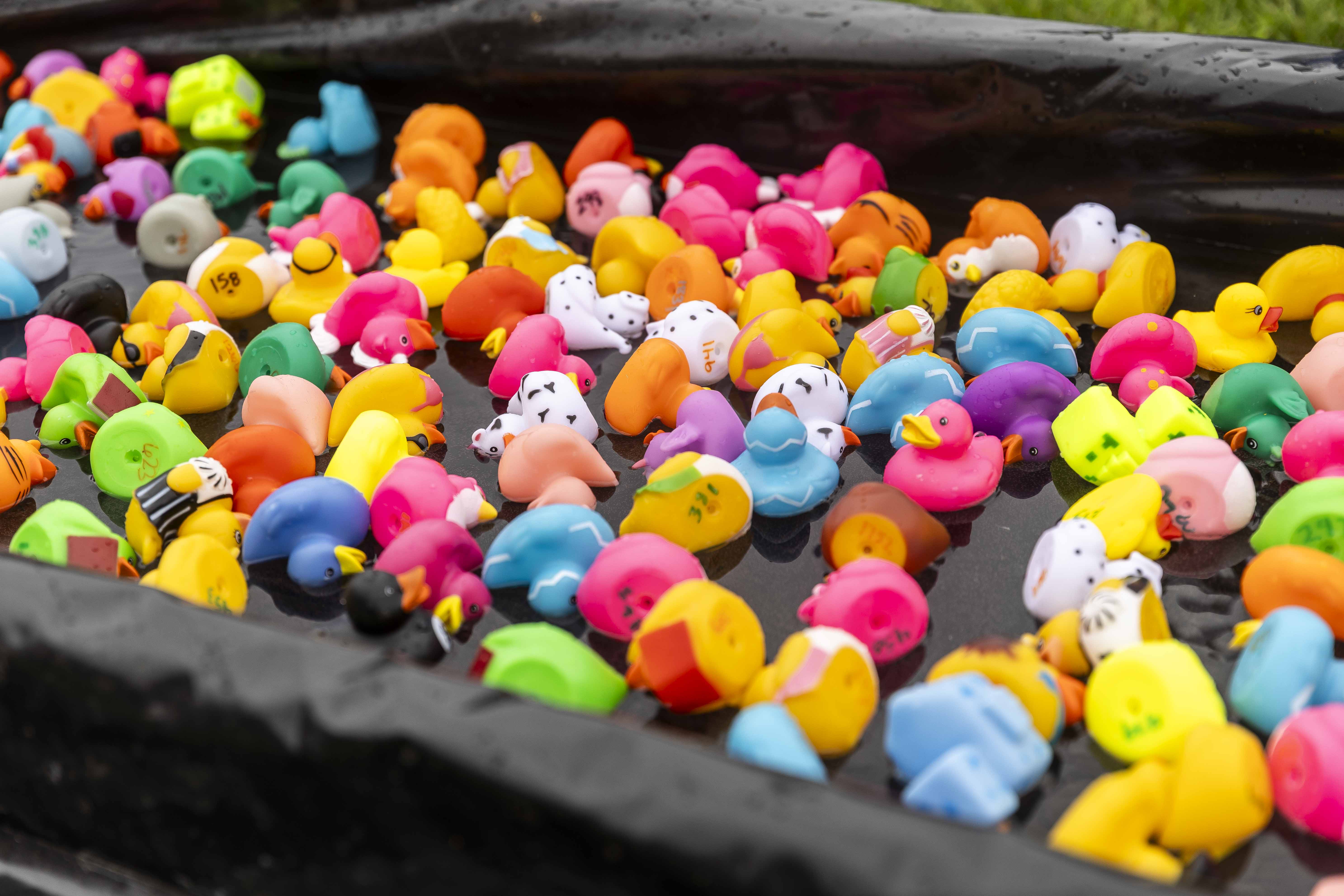 Douglas Duck Dash brings family fun to Saugatuck Venetian Festival ...