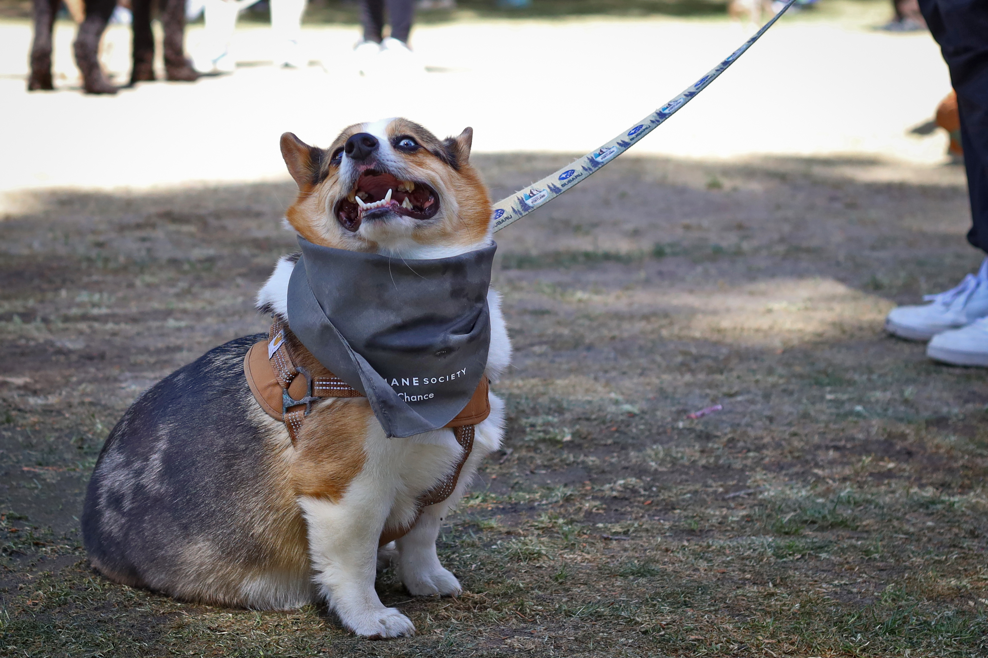 Oregon Humane Society Doggie Dash 2025 - oregonlive.com