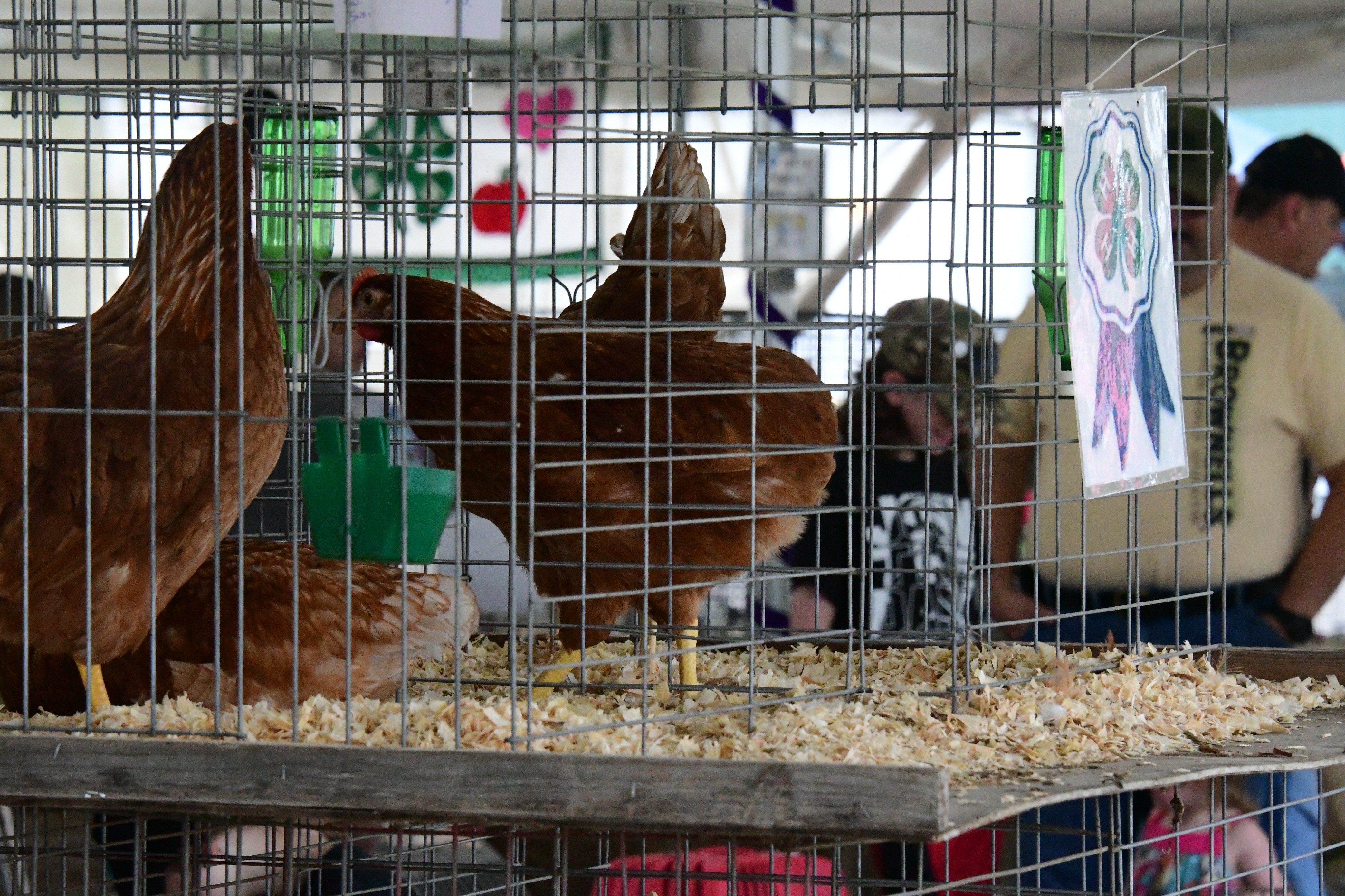 Hunterdon County 4-H & Agricultural Fair - nj.com