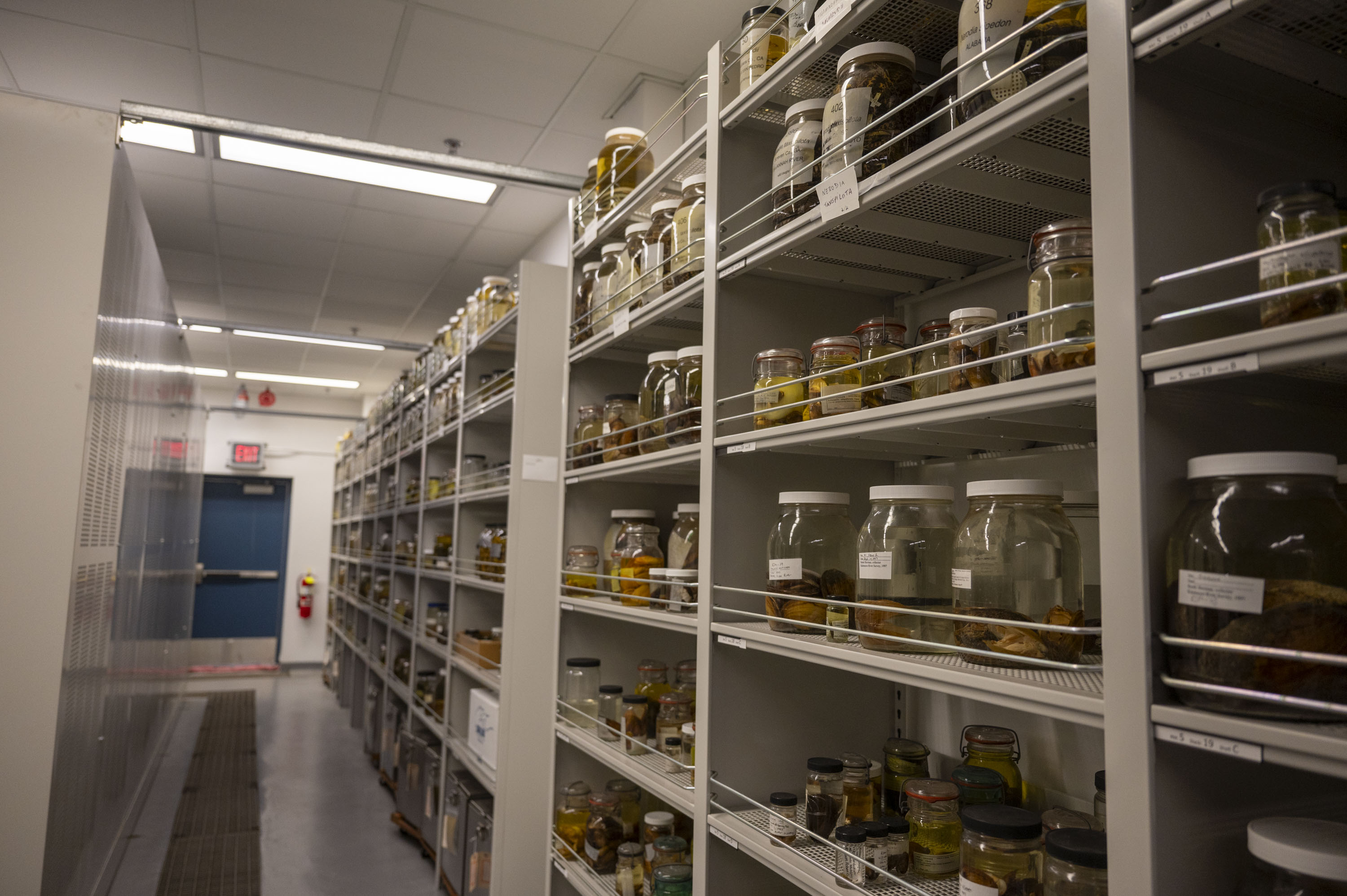 University of Michigan's snake collection - mlive.com