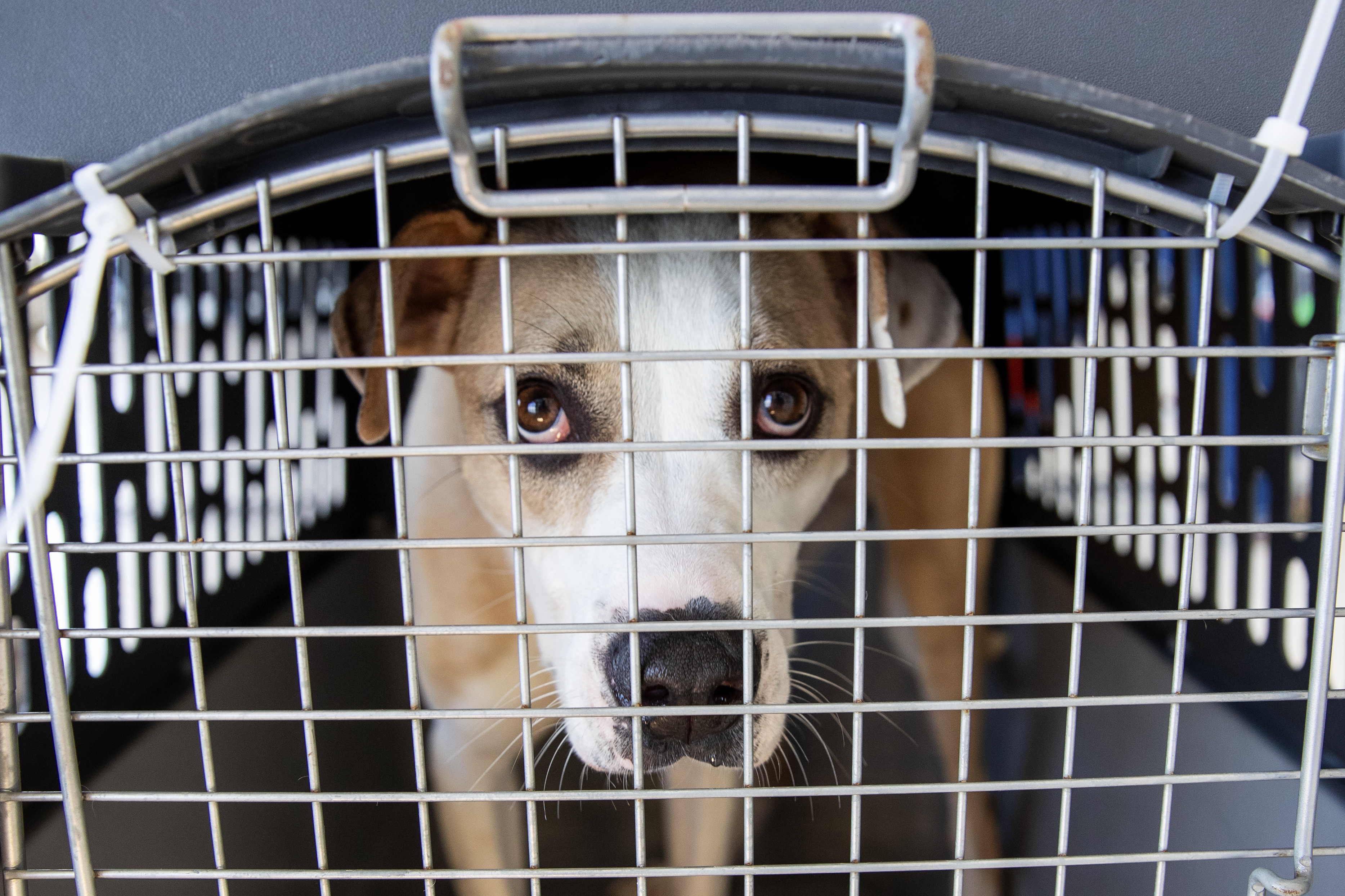Bissell Pet Foundation rescues dogs from alleged puppy mill - mlive.com