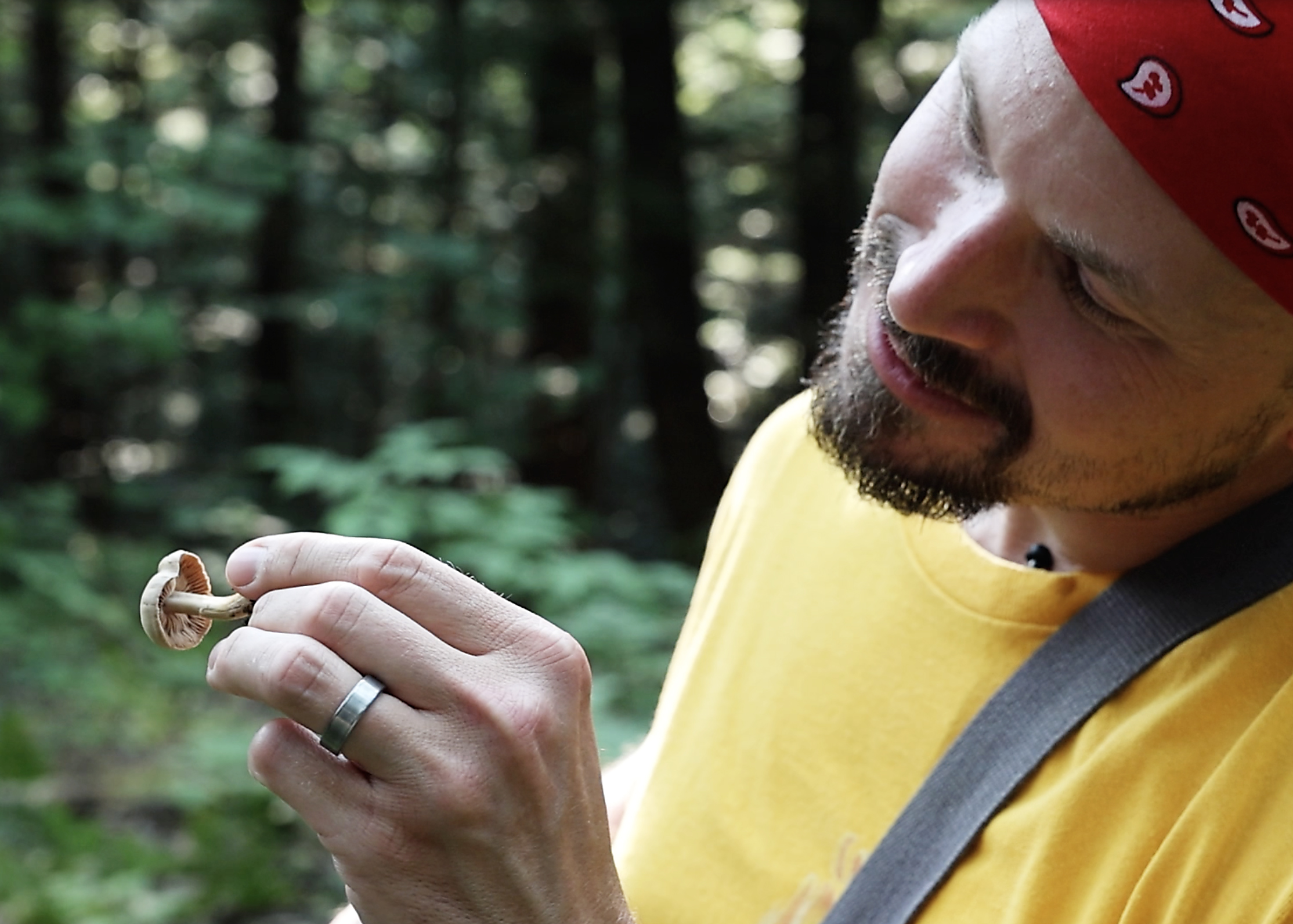 Foraging wild mushrooms in CNY - syracuse.com