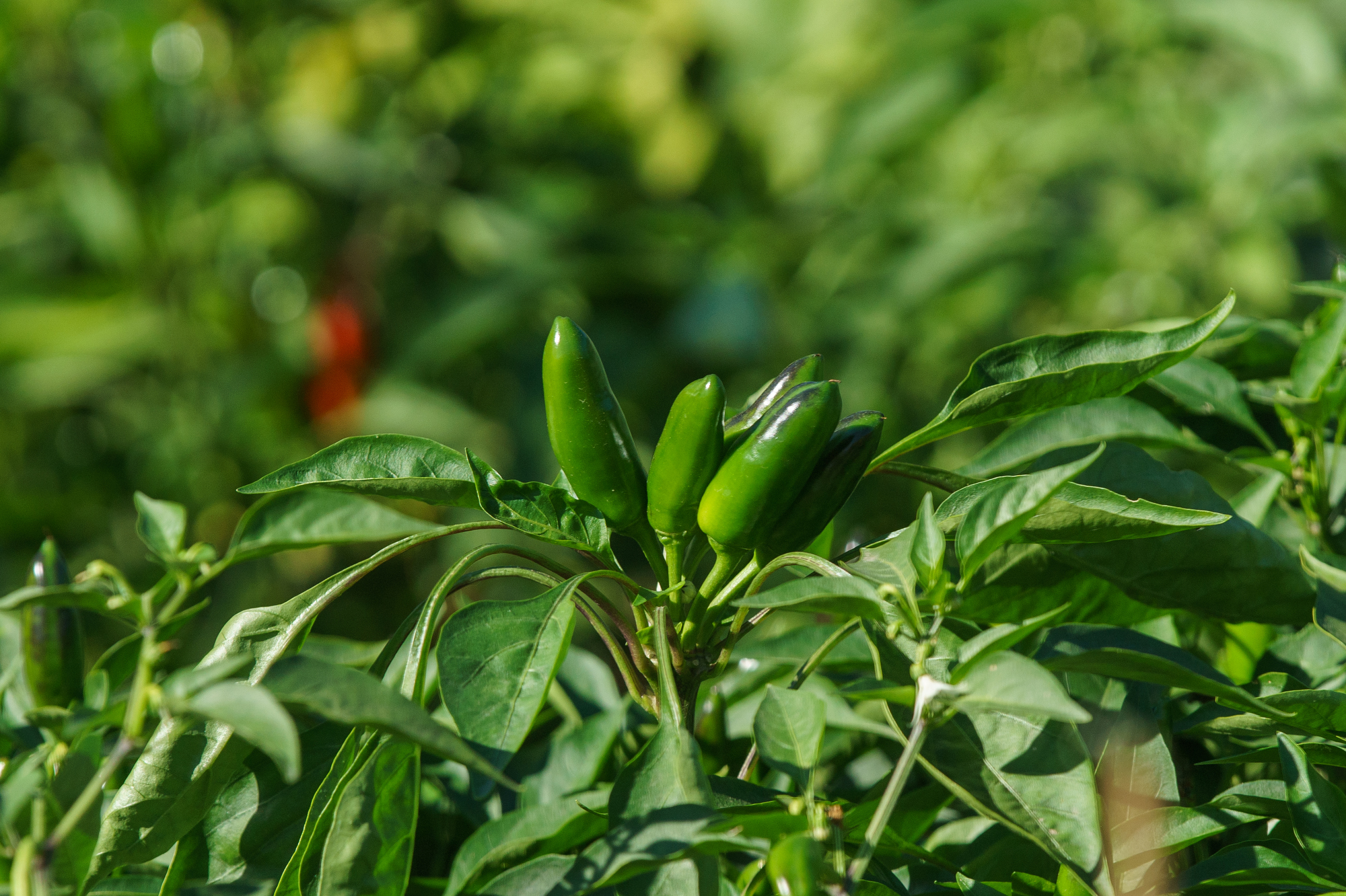Native American Youth and Family Center's community garden - oregonlive.com