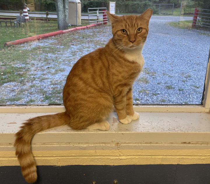 N.J. pets in need: Sept. 26, 2022 - nj.com