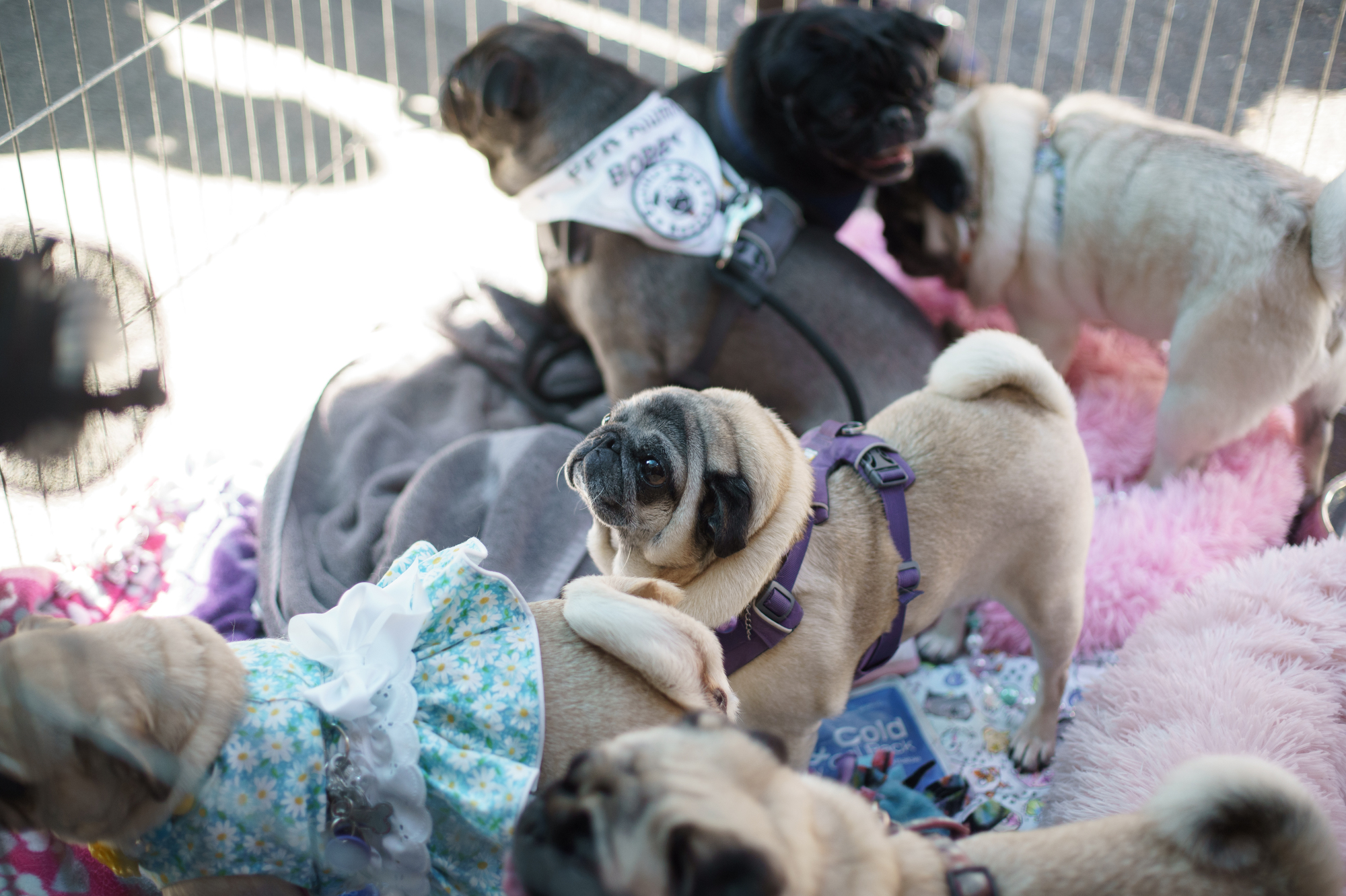 Portland Pug Crawl 2022 - oregonlive.com
