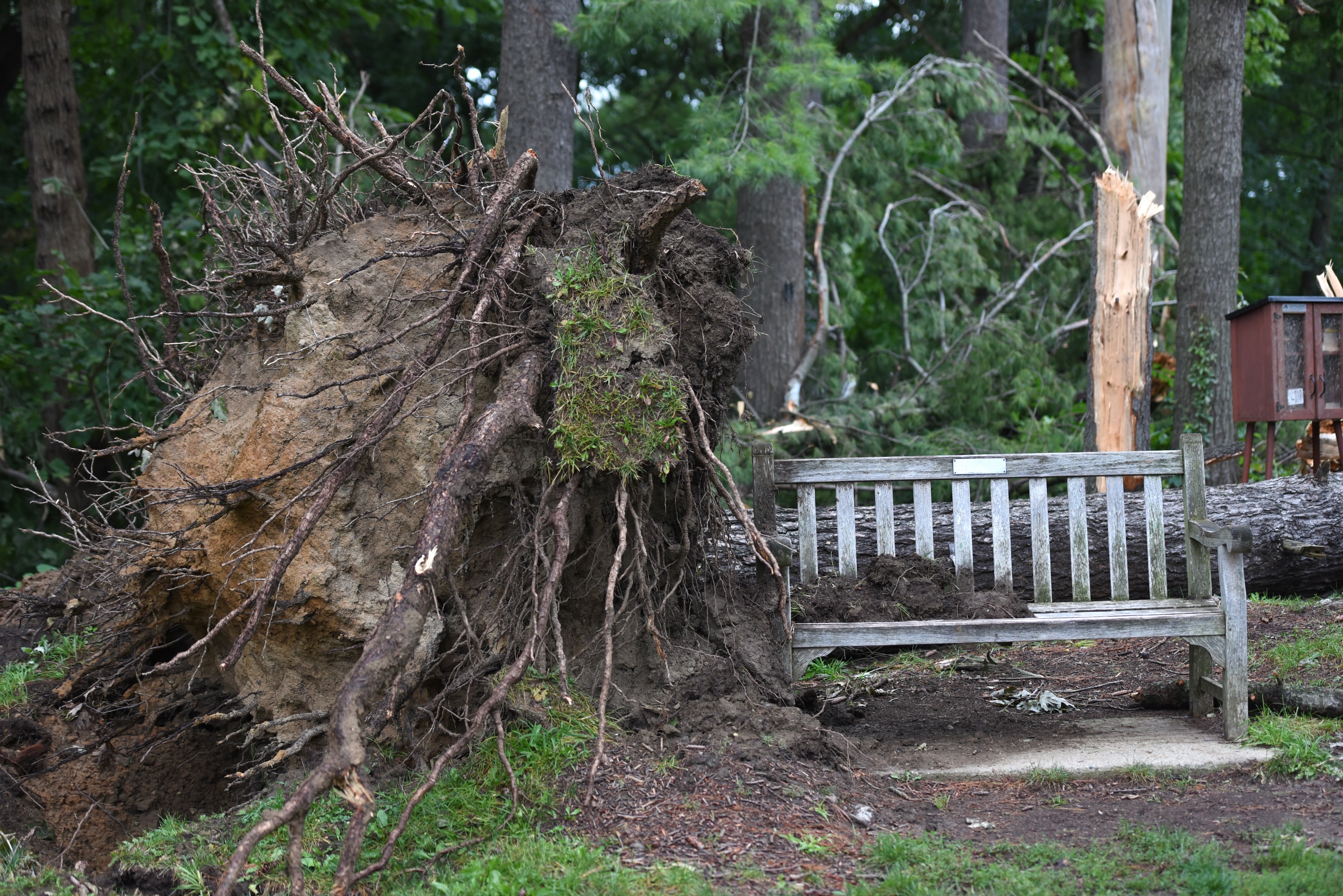 Storm topples trees in Nichols Arboretum in Ann Arbor - mlive.com