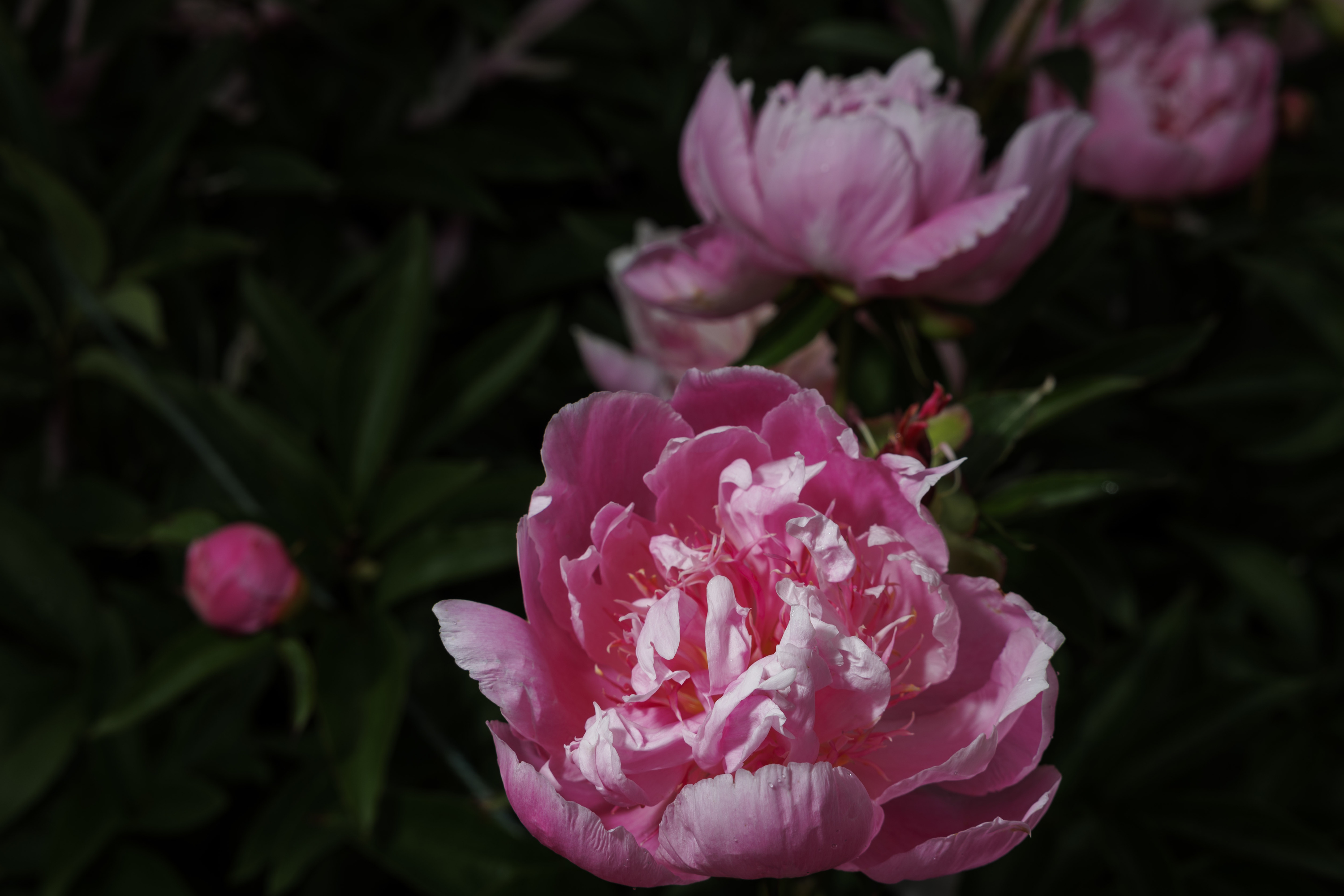 Peonies see early peak bloom at Nichols Arboretum in 2024 - mlive.com