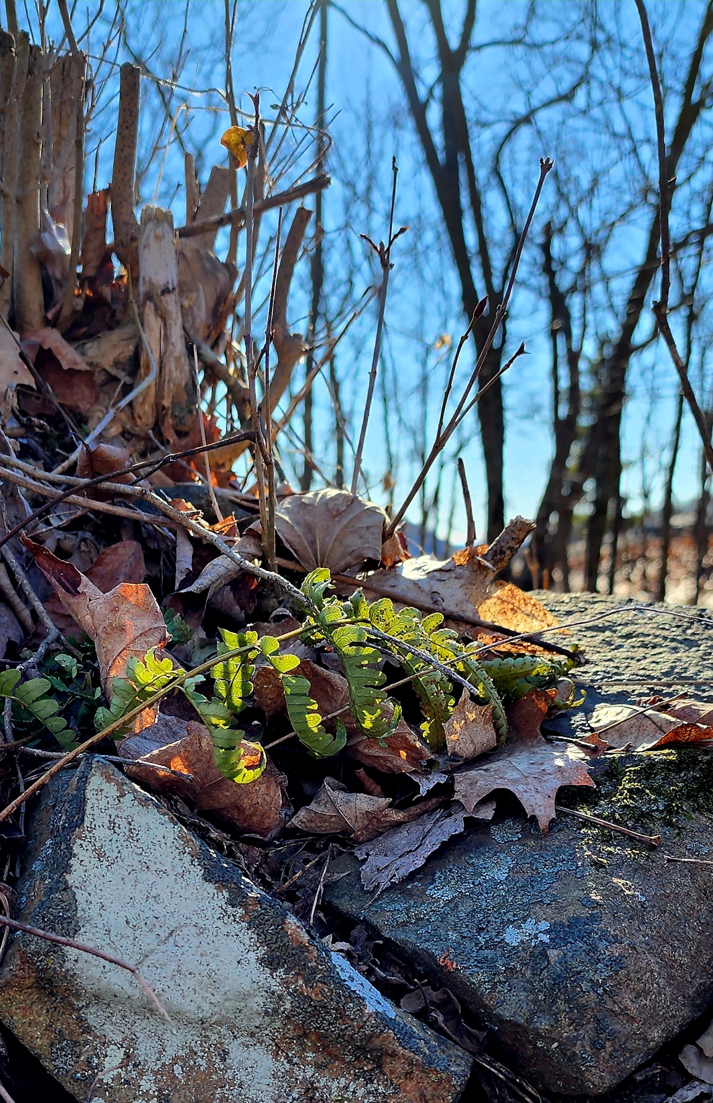 Get the chills on winter hike to Eyrie House Ruins - masslive.com