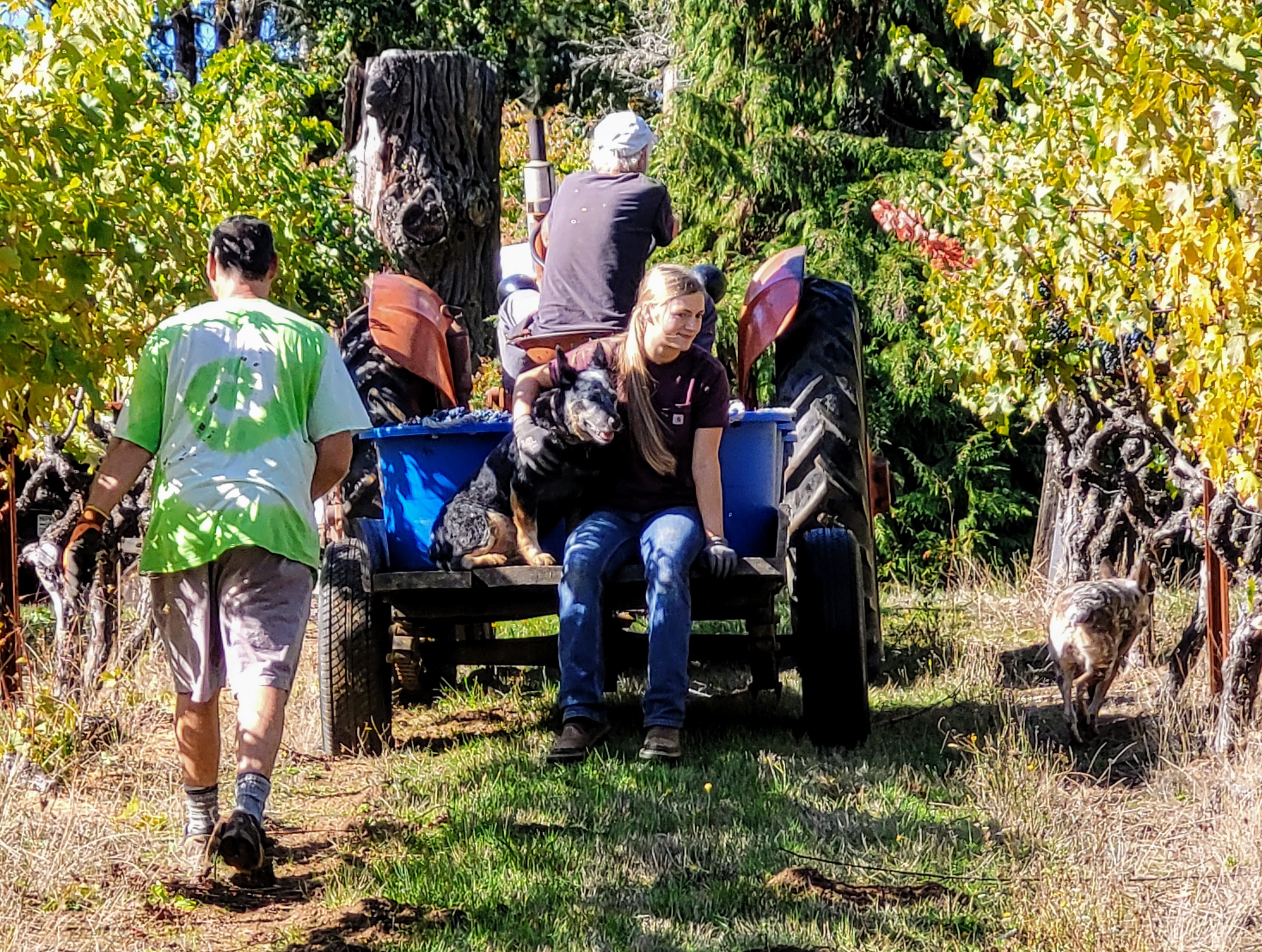Borgo Pass Vineyard - oregonlive.com