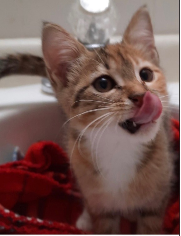N.J. pets in need: Oct. 17, 2022 - nj.com