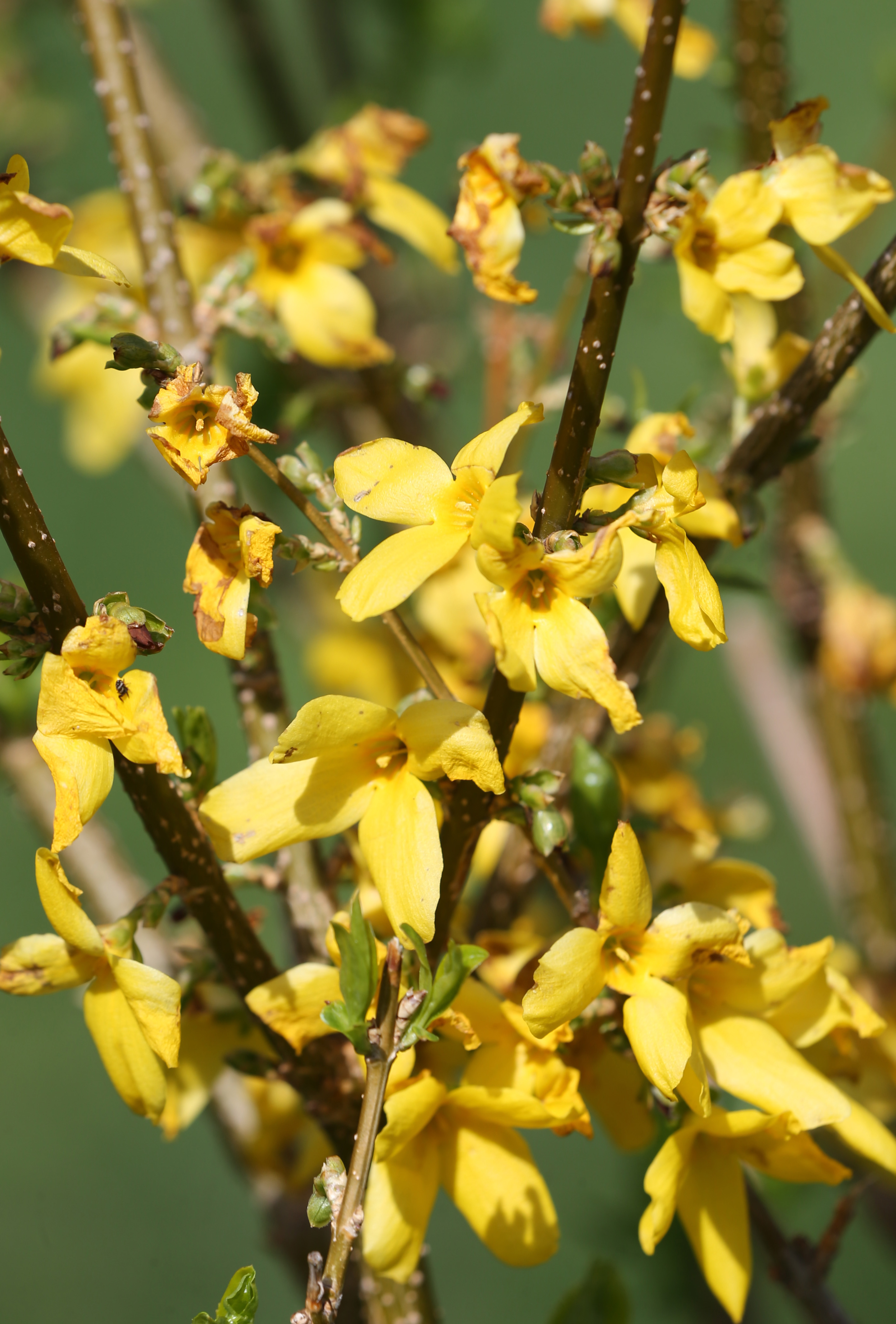 Spring is in the Northeast Ohio air 2022 - cleveland.com