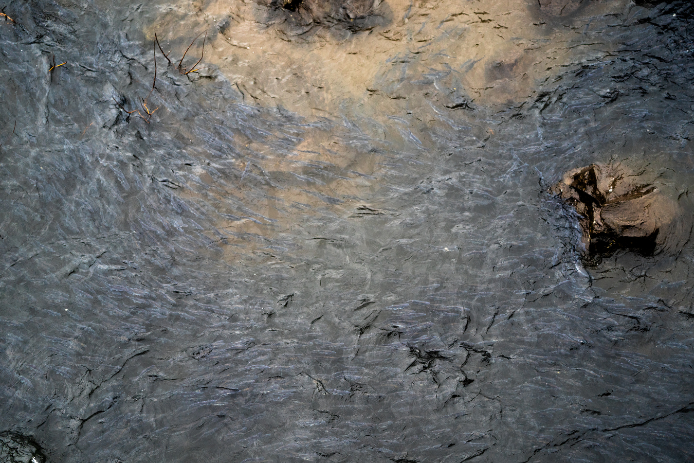 Sandy River smelt run 2025 - oregonlive.com