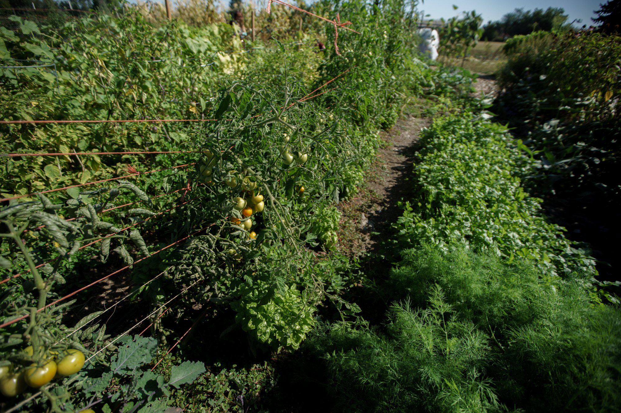 Native American Youth and Family Center's community garden - oregonlive.com