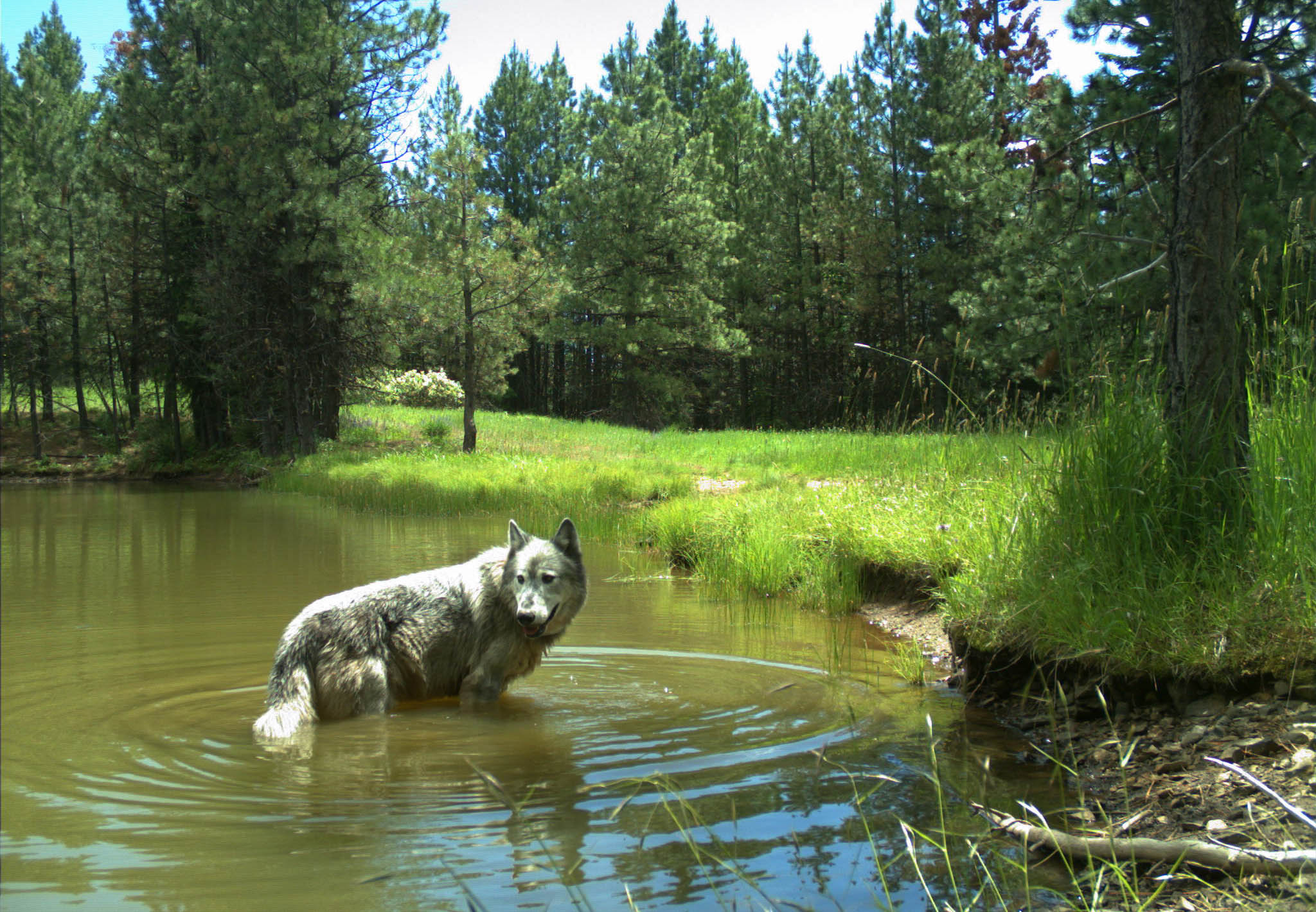 Wolves in Oregon - oregonlive.com