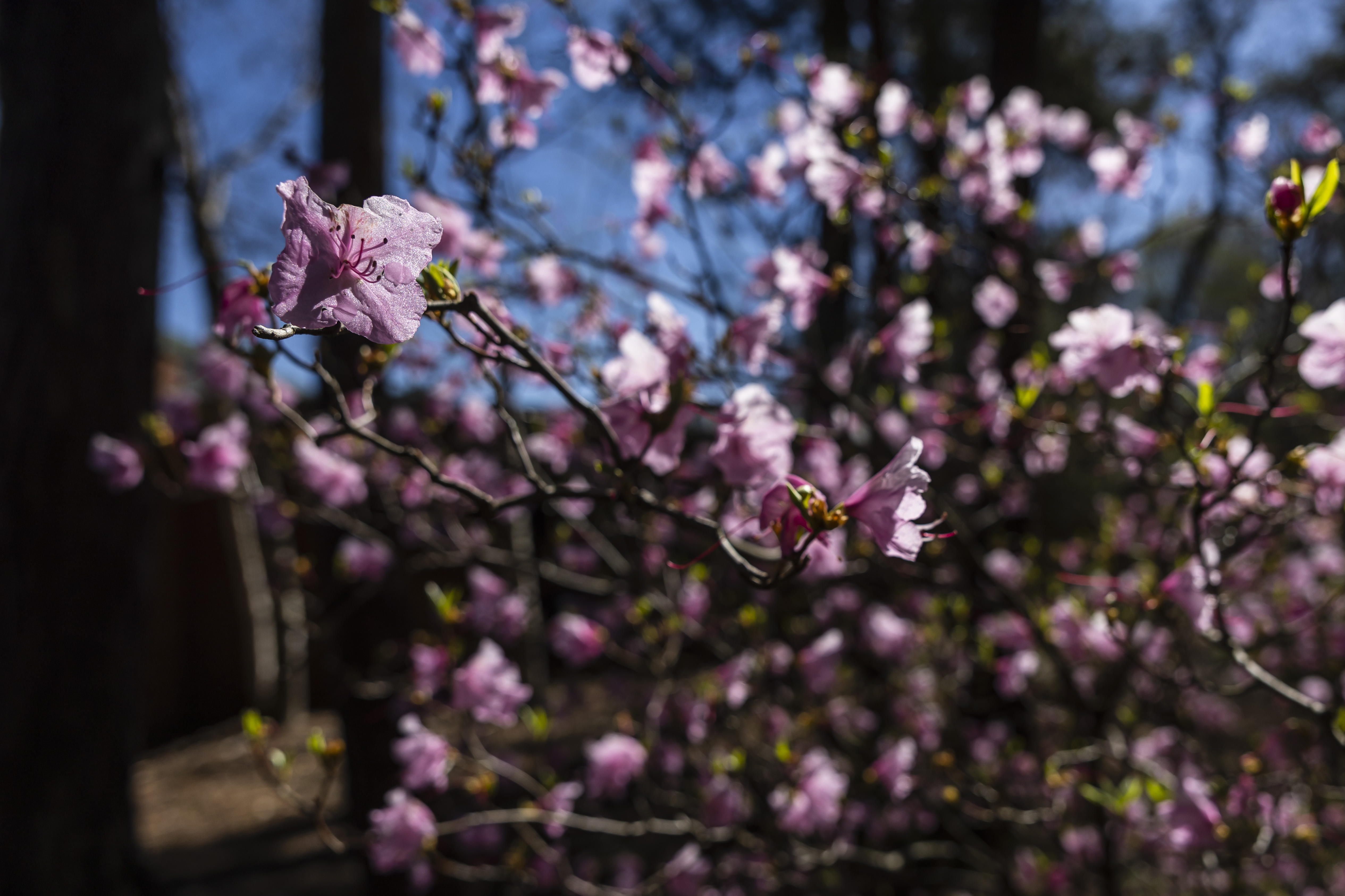 Spring blooms in Midland’s Dow Gardens - mlive.com