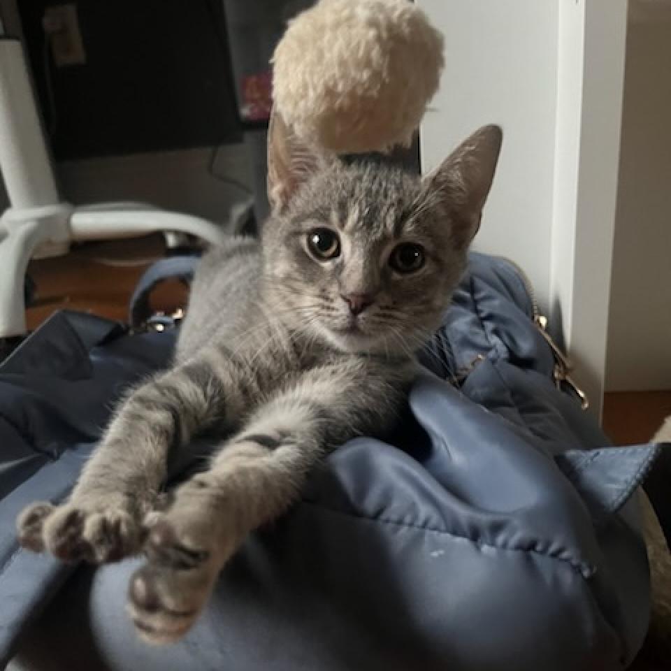 To sit or not to sit. Adoptable pets to share your life with. Oct. 12 ...