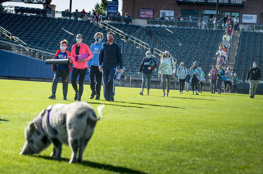 Yoga with pigs at Coca-Cola Park - lehighvalleylive.com