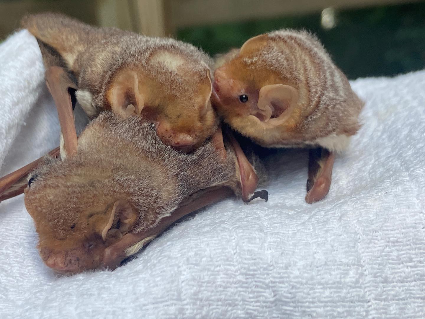 Bats at the Pennslyvania Bat Rescue - pennlive.com