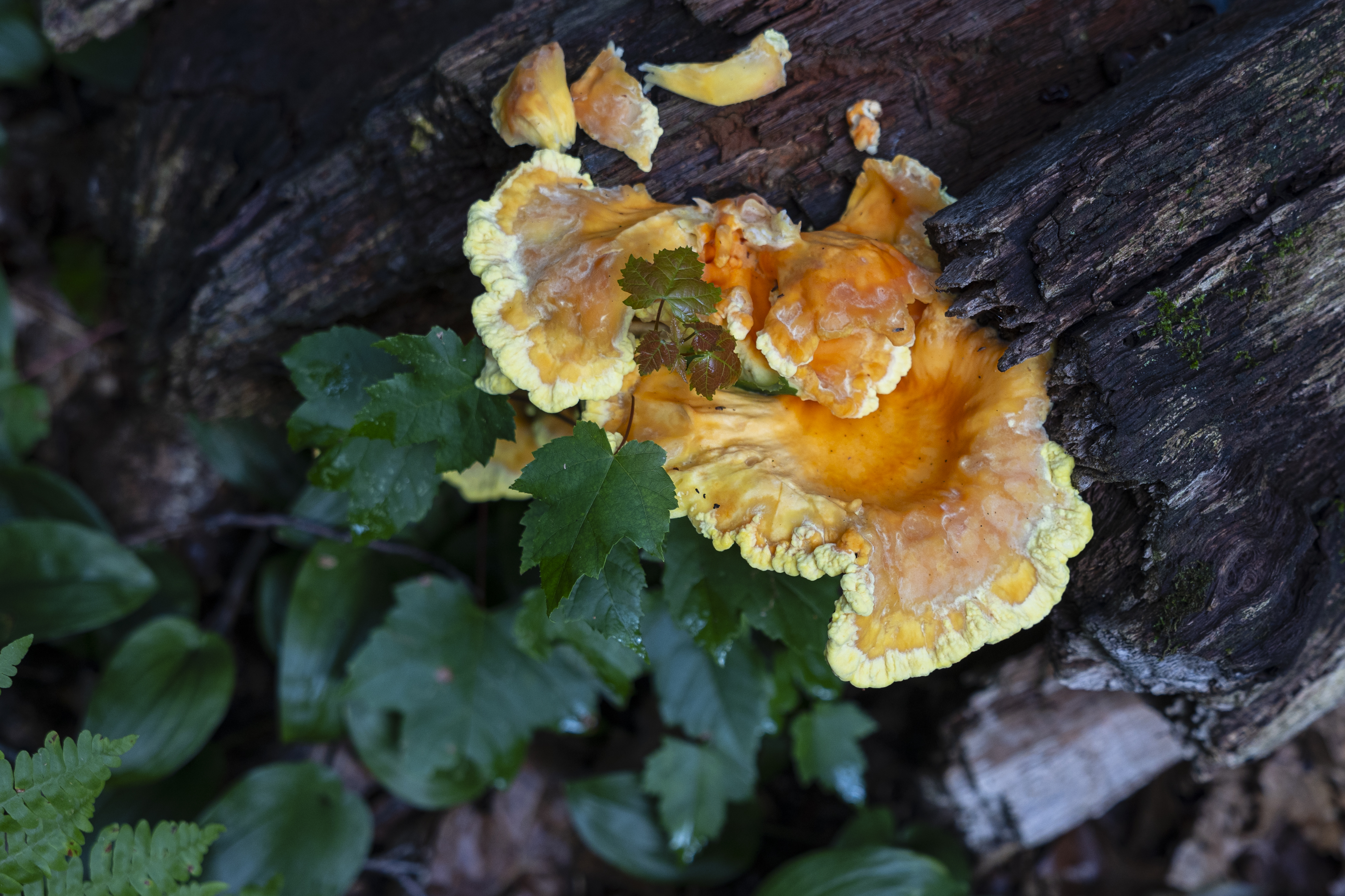 Provin Trails Park in Kent County - mlive.com