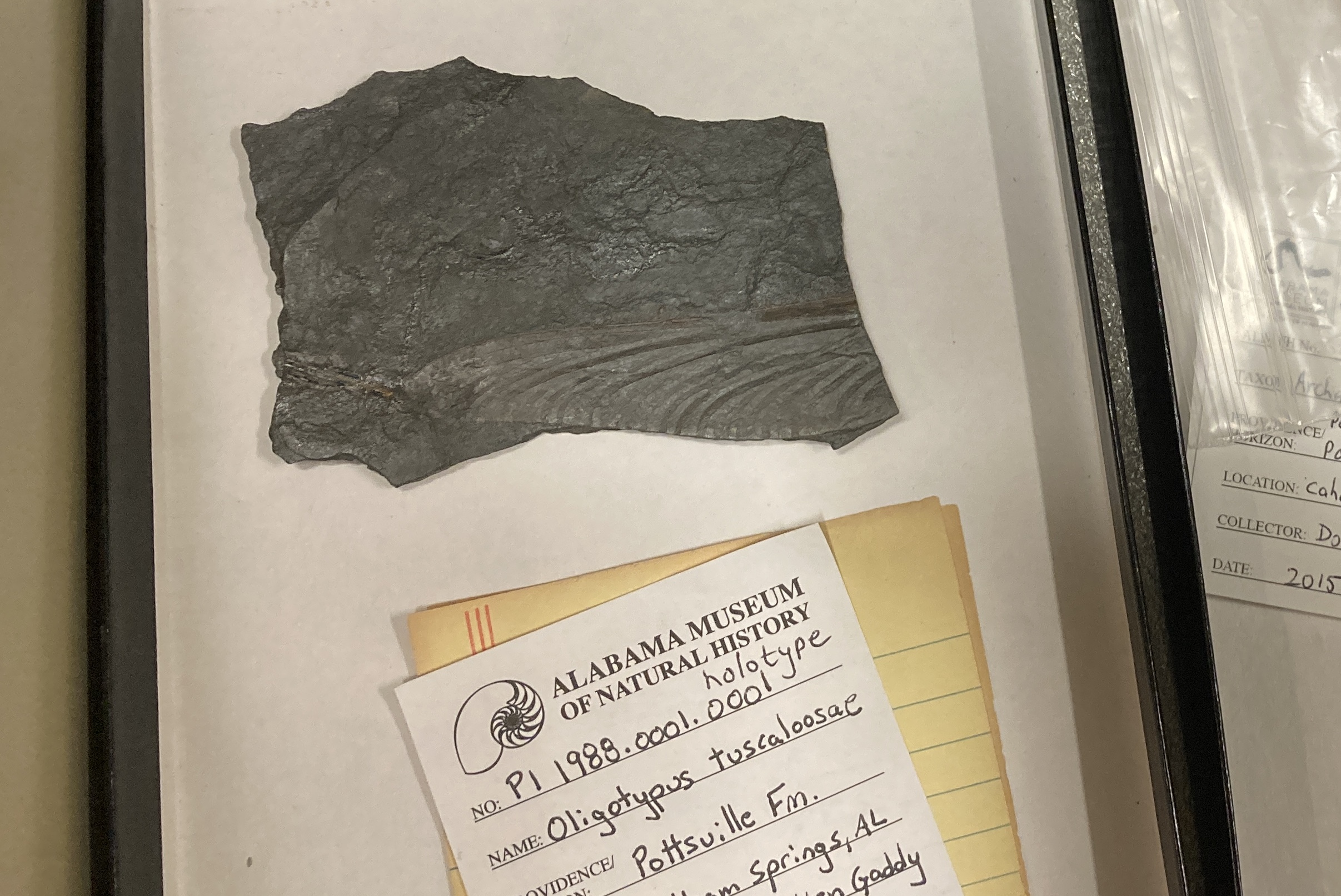 Ancient Alabama -- Coal swamps - al.com