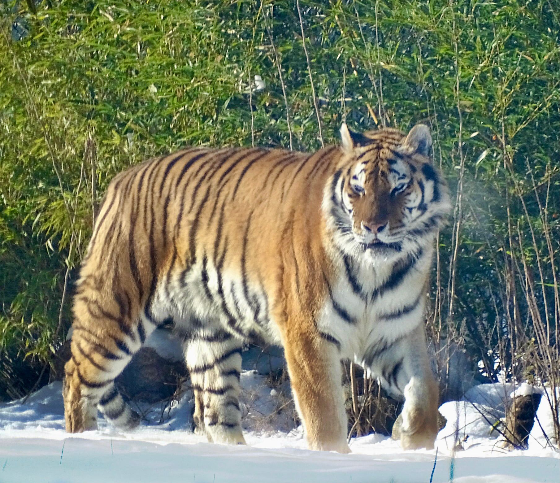 The Detroit Zoo's newest tiger, Ameliya - mlive.com