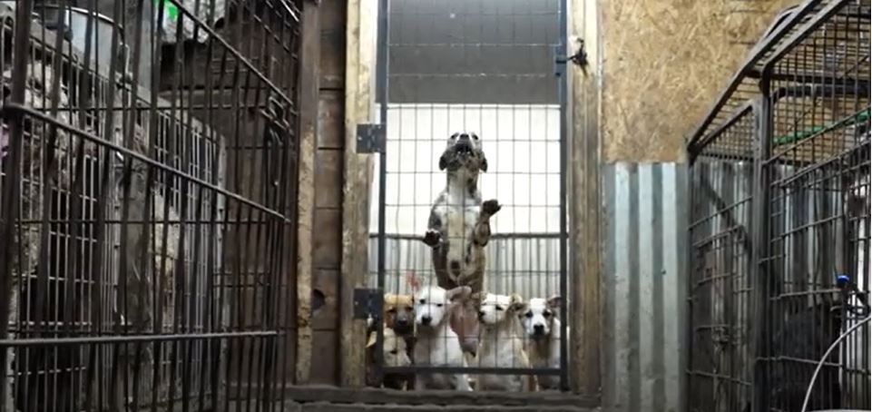 Woman sentenced for animal cruelty after 78 dogs removed from home ...