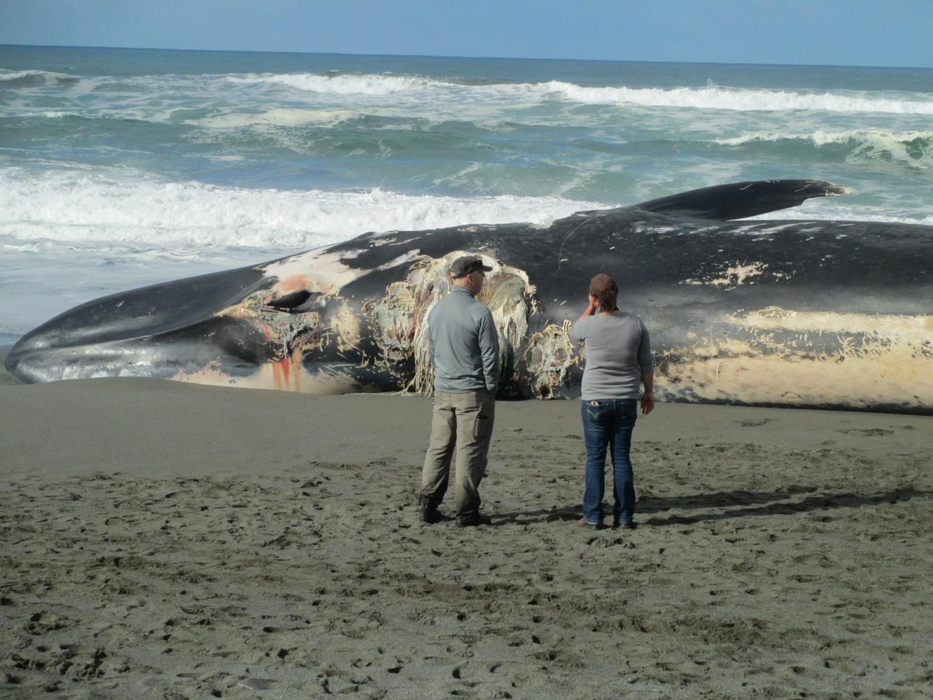 Whale species that get stranded along Oregon's coastline - oregonlive.com