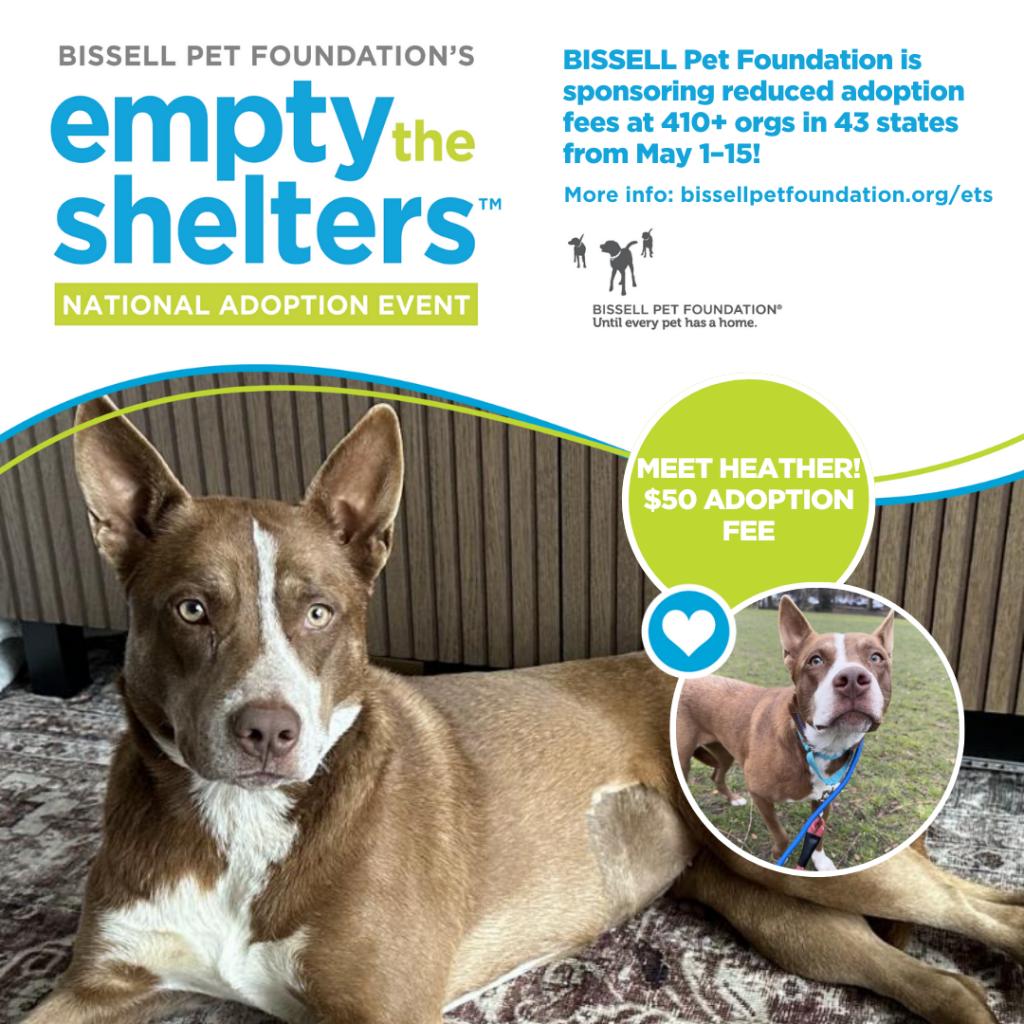 Hug a mom, adopt a pet, or do both! - silive.com
