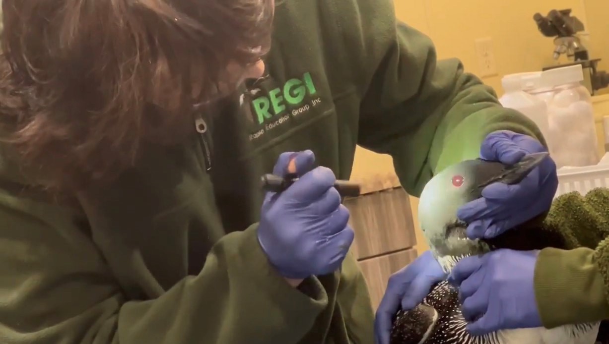 Loons falling from icy skies of Wisconsin - mlive.com