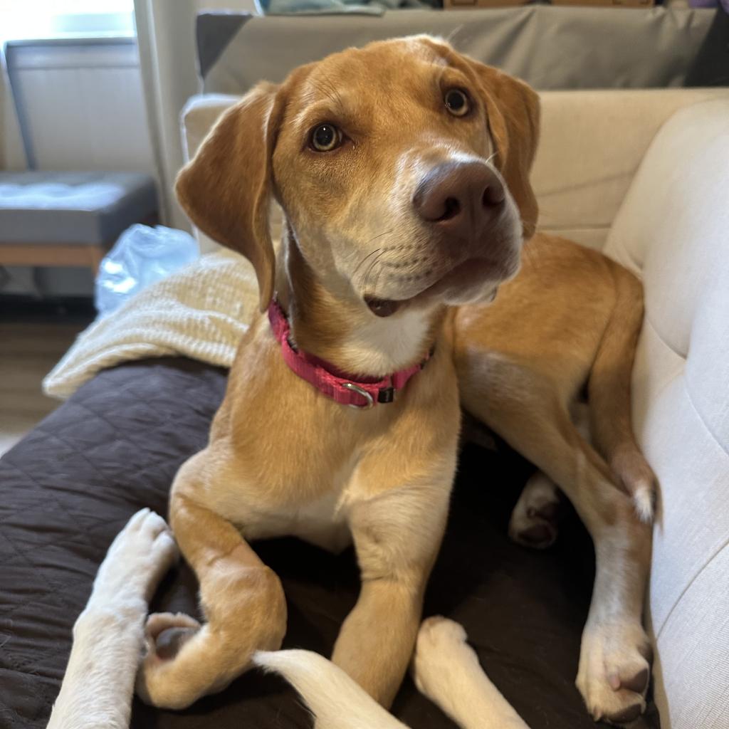 Are you planning a vacation? These adoptable pets make great travel ...