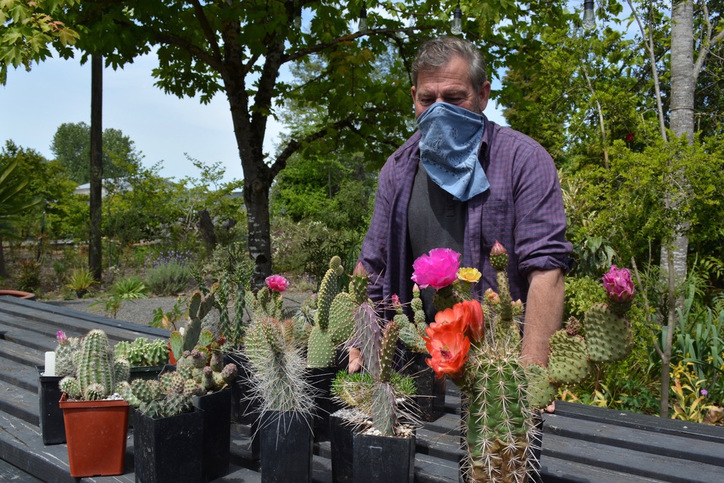 Hardy cacti - oregonlive.com