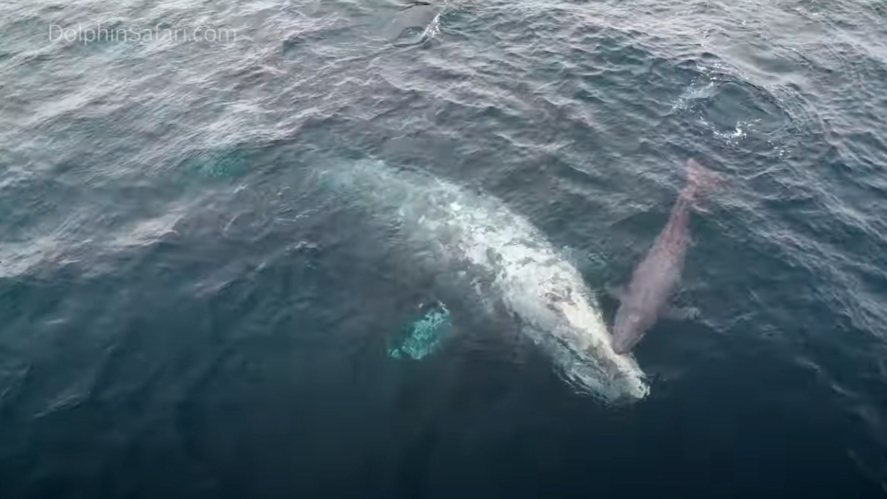 Whale species that get stranded along Oregon's coastline - oregonlive.com