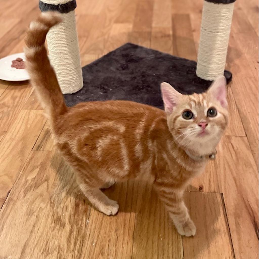 Be thankful for these loving adoptable pets. Nov 20-21 - silive.com