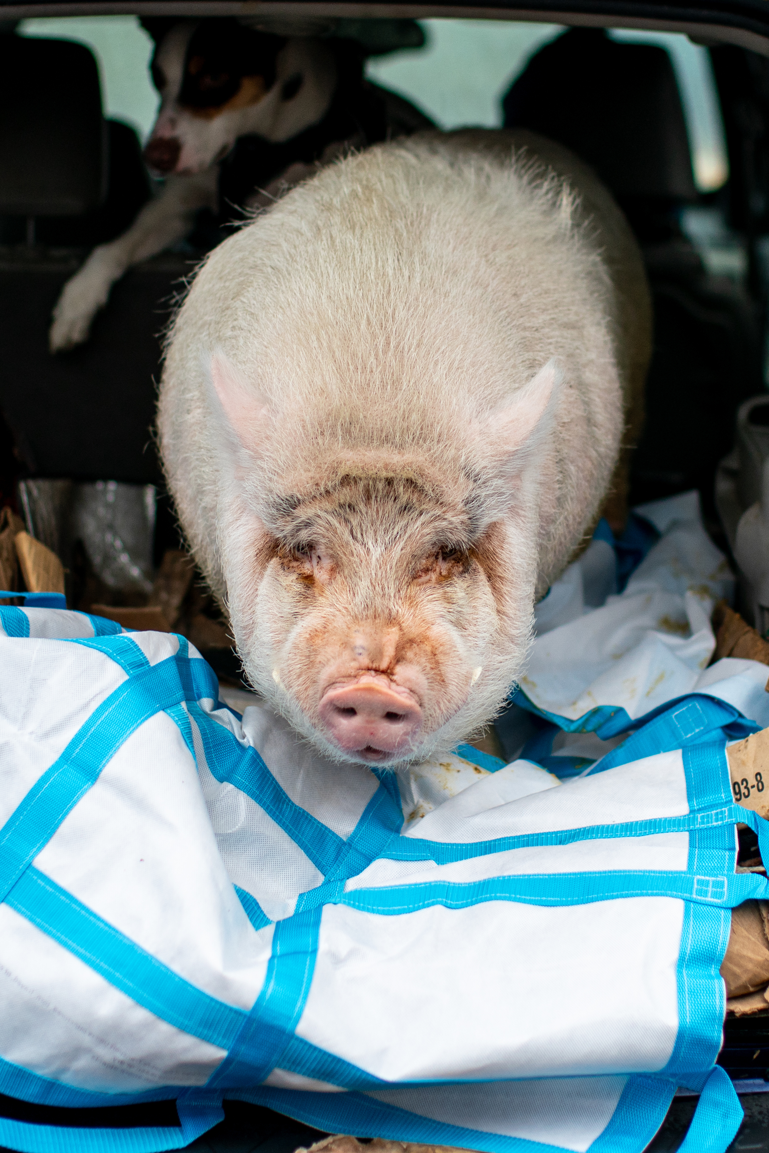 Veteran Tony James and his 250 pound pet pig - oregonlive.com