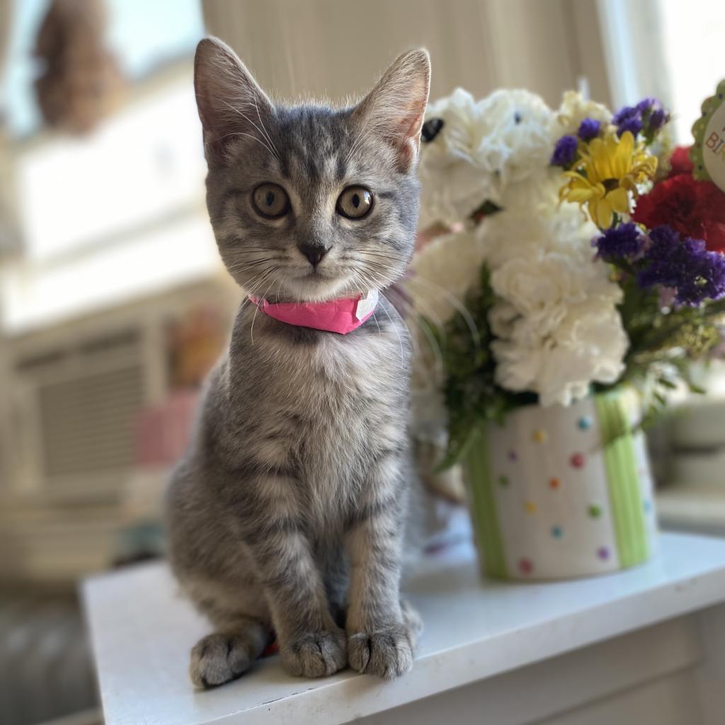 Be thankful for these loving adoptable pets. Nov 20-21 - silive.com