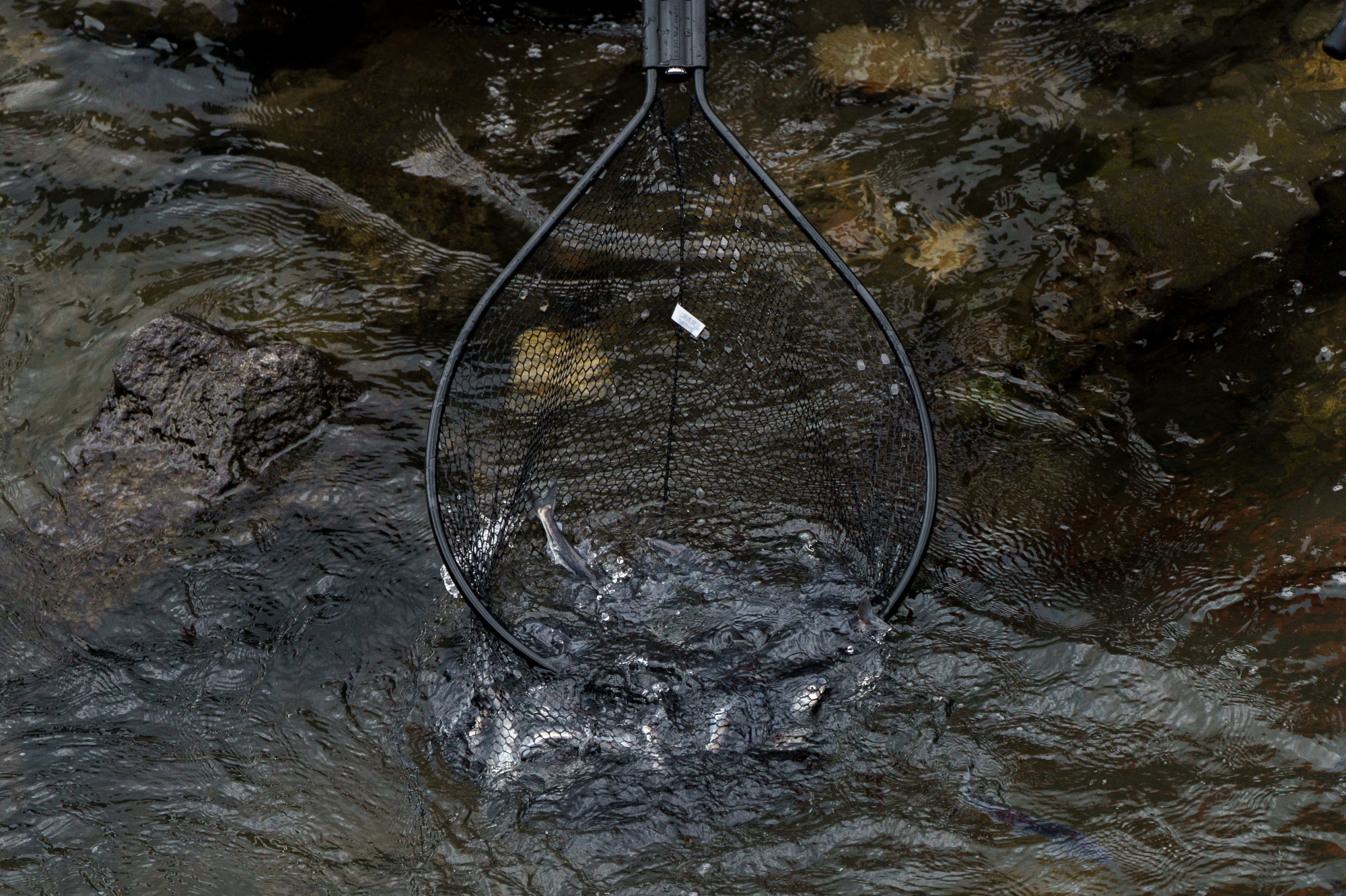 Smelt dipping returns to the lower Sandy River - oregonlive.com