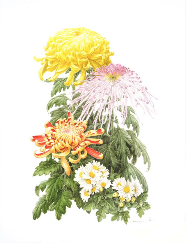 “Gifts from Japan: A Horticultural Tale Told through Botanical Art ...