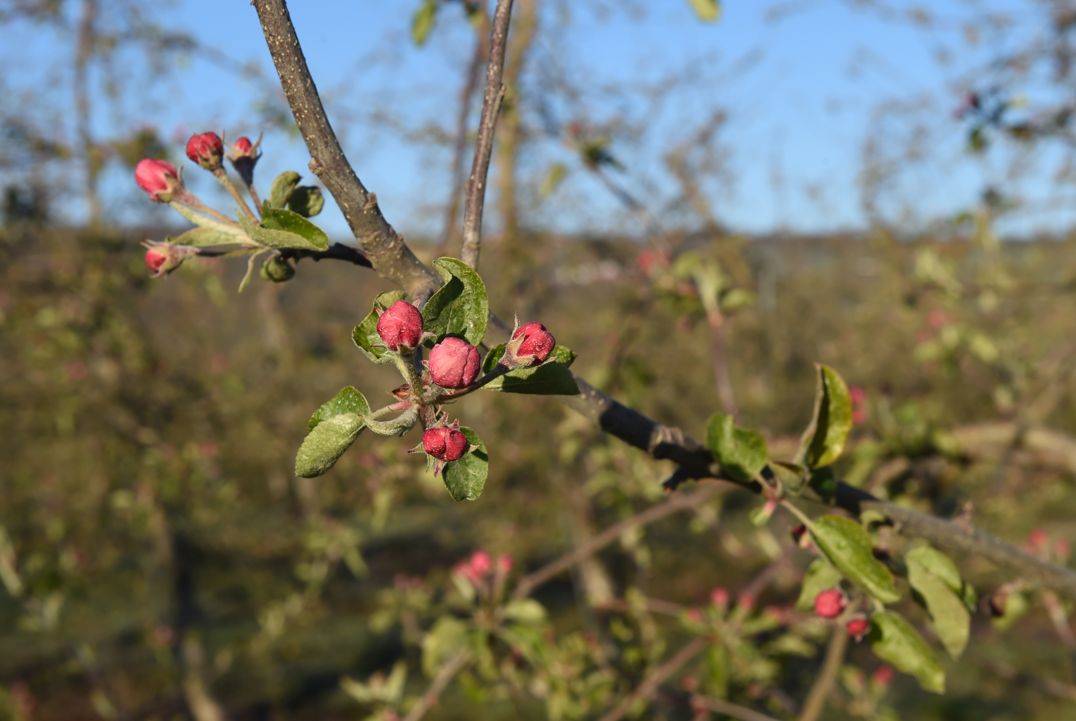Frost takes a grip on Lafayette apple orchard Beak & Skiff - syracuse.com