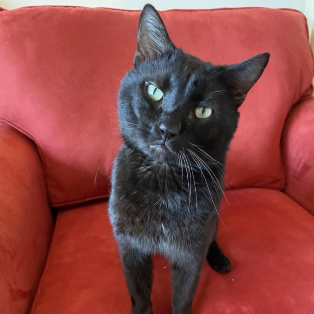 Lets keep it real, any day is a good day to adopt a pet. Apr 8-9 ...
