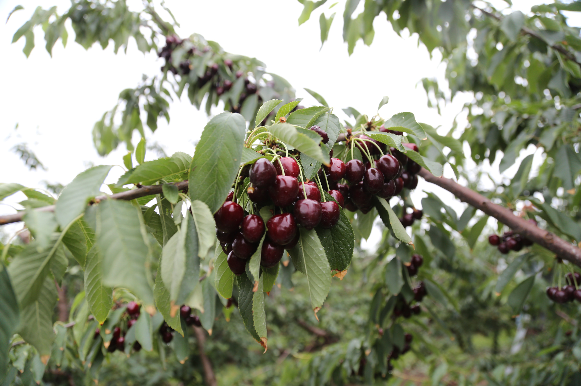 Quarry Hill Orchard in Berlin Heights - cleveland.com